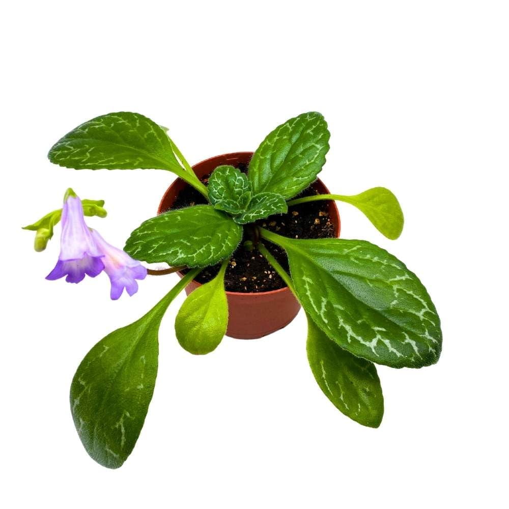 Naine Argente Gesneriad Primulina, 6 inch Flowering Indoor Chirita ...