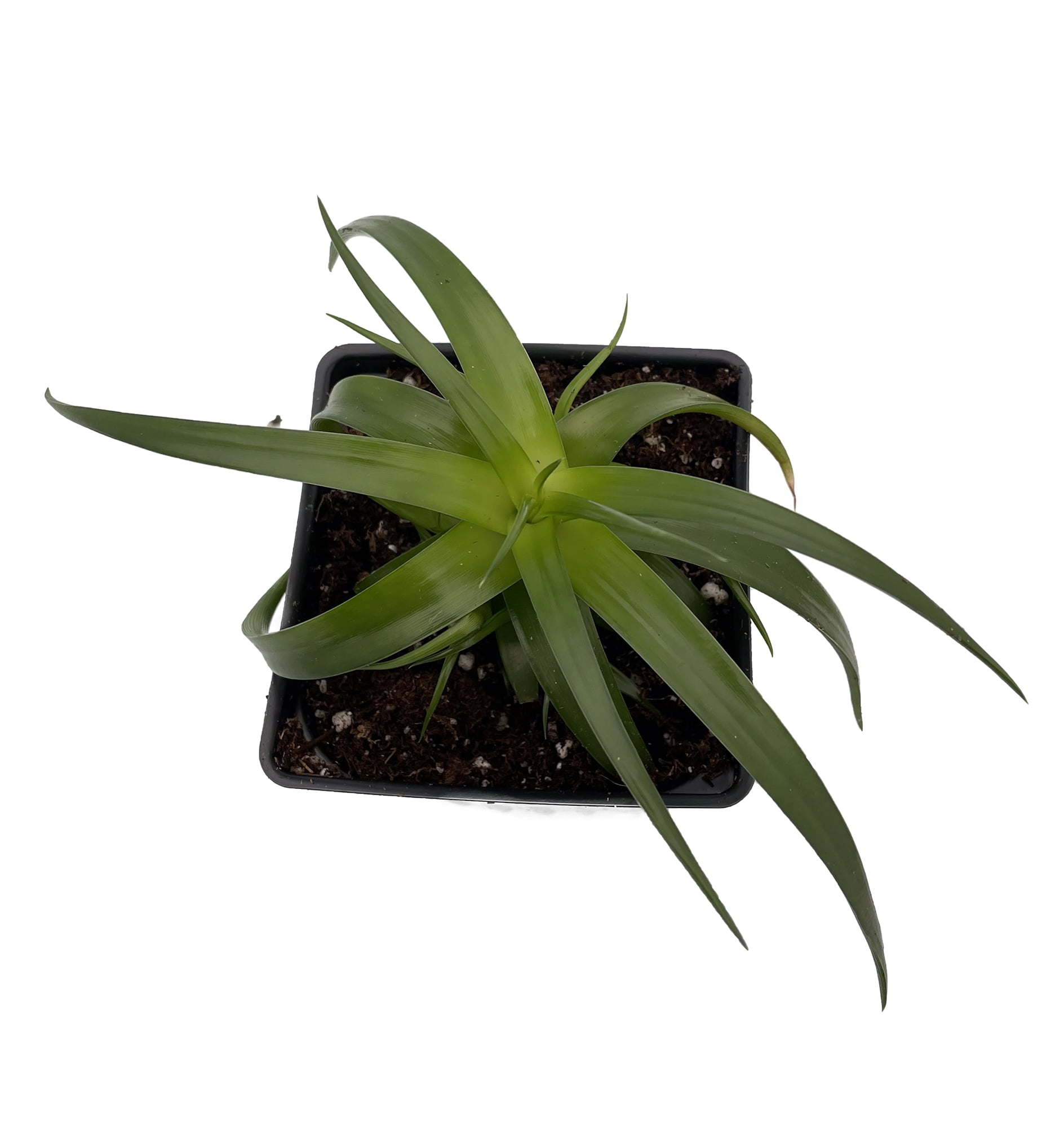 Naked Lady Dyckia Plant - 4" Pot - Spineless - Succulent Bromeliad ...