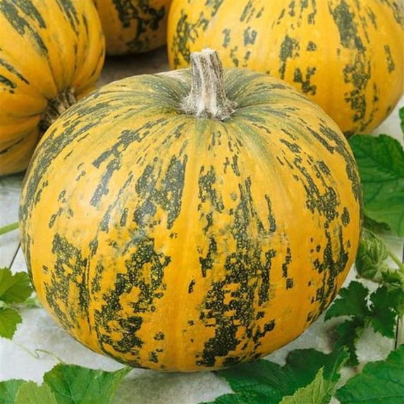 Naked Lady F1 Hybrid Pumpkin 5 Lb ~16,000 Seeds – Hulless Confectionary ...