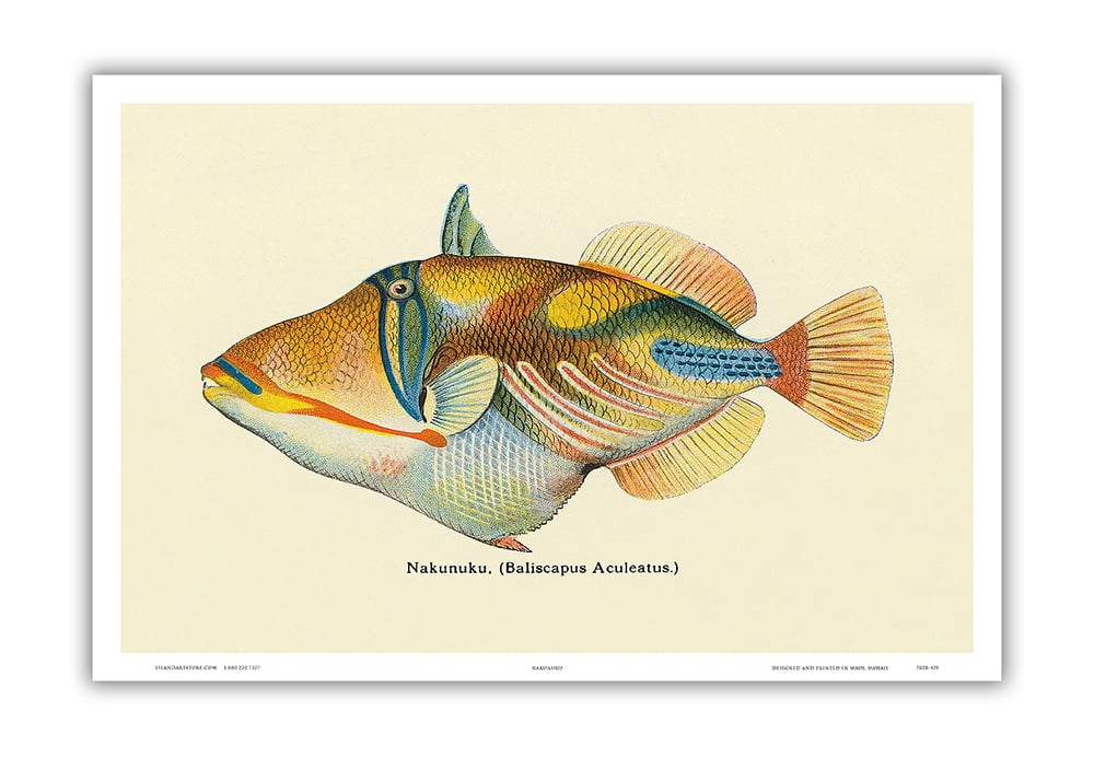 Nakunuku (Baliscapus Aculeatus) - Humuhumunukunukuapuaa - State Fish of ...