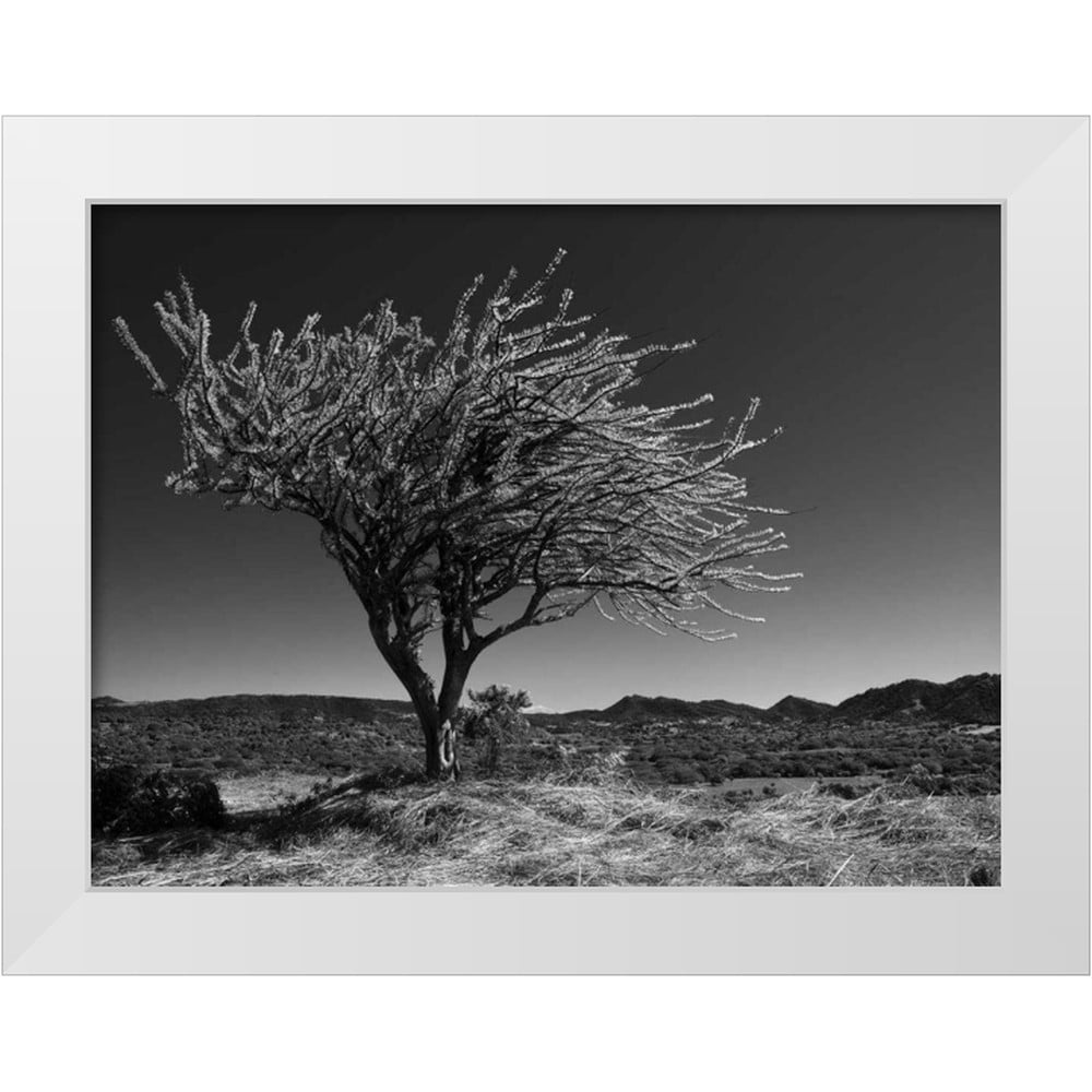 Nalbandian, Nish 14x12 White Modern Wood Framed Museum Art Print Titled ...