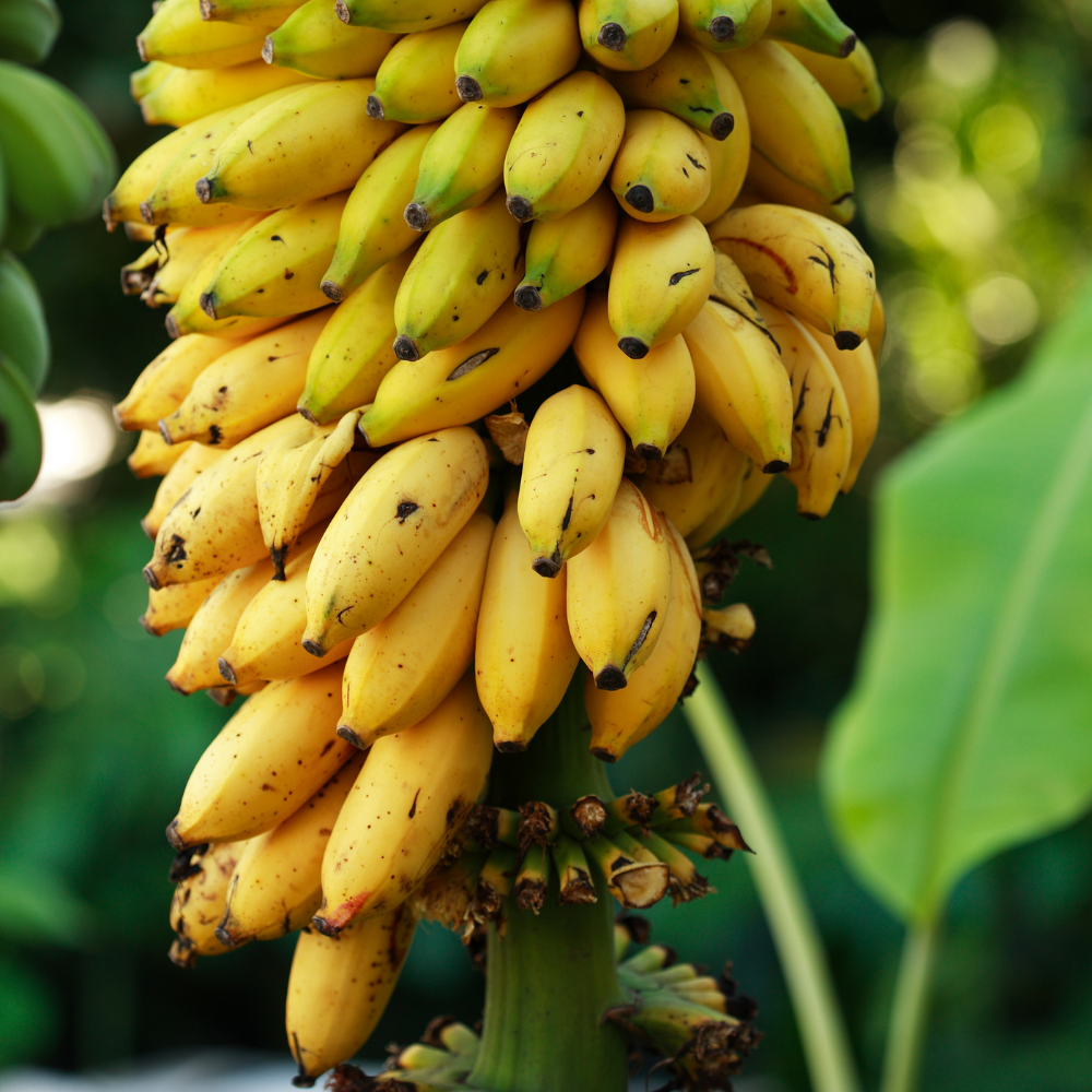 Namwah Banana Tree Live, Dwarf Banana Plant Edible Fruit Tree, Outdoor ...