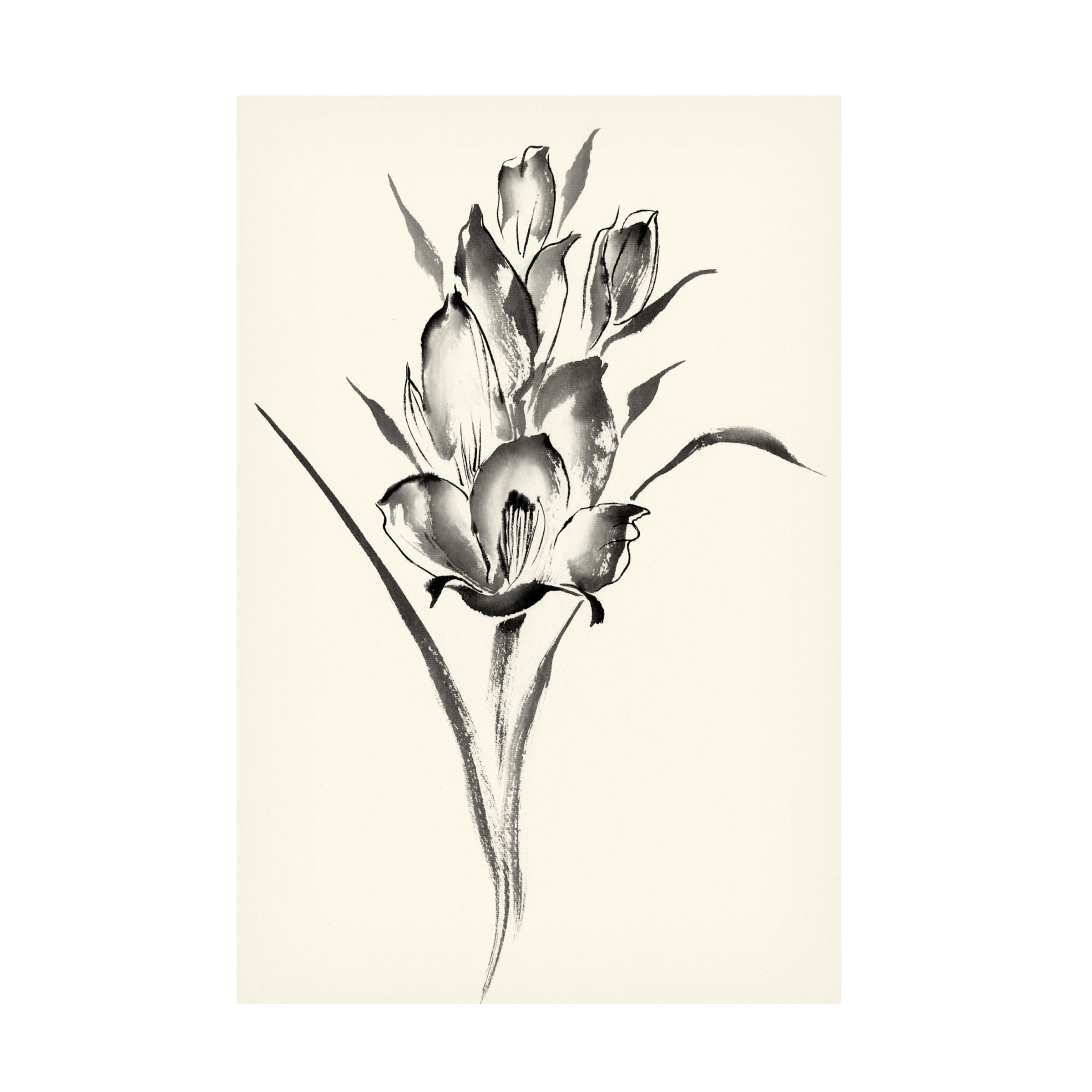 Nan Rae 'Ink Wash Floral II Gladiolus' Canvas Art - Walmart.com