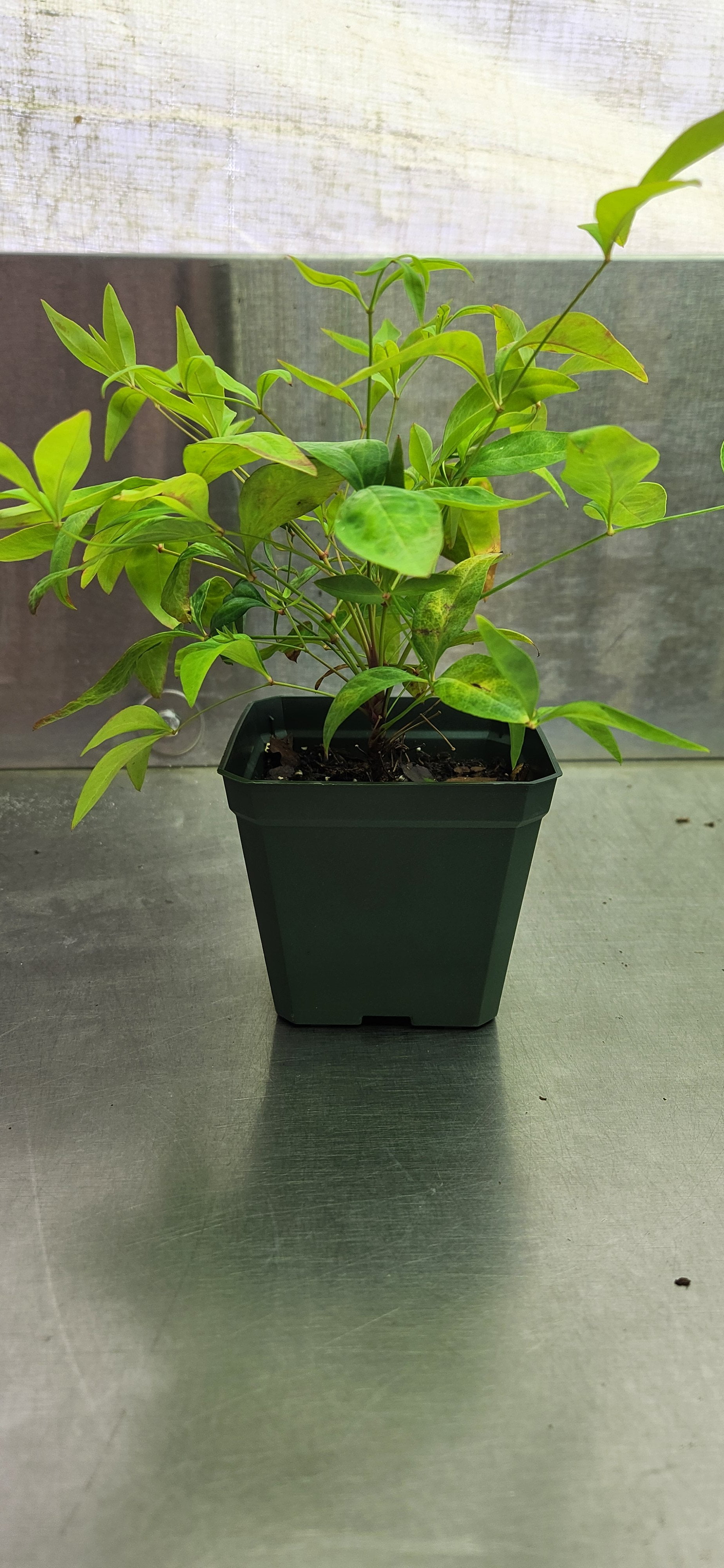 Nandina Dwarf Firepower domestica, 4 Inch Pot, Lot of 16 - Walmart.com