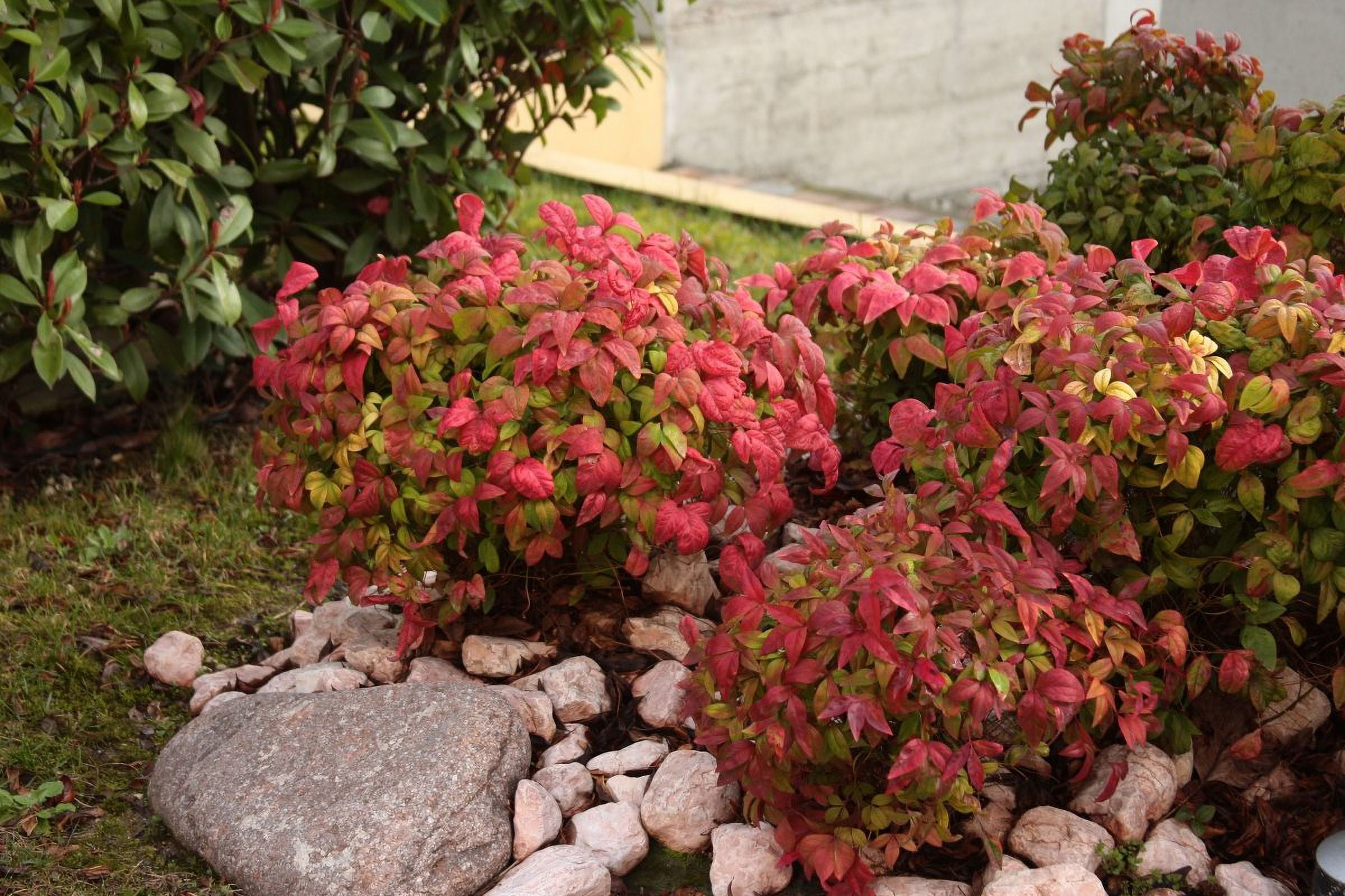 Nandina Dwarf Firepower domestica, 4 Inch Pot - Walmart.com