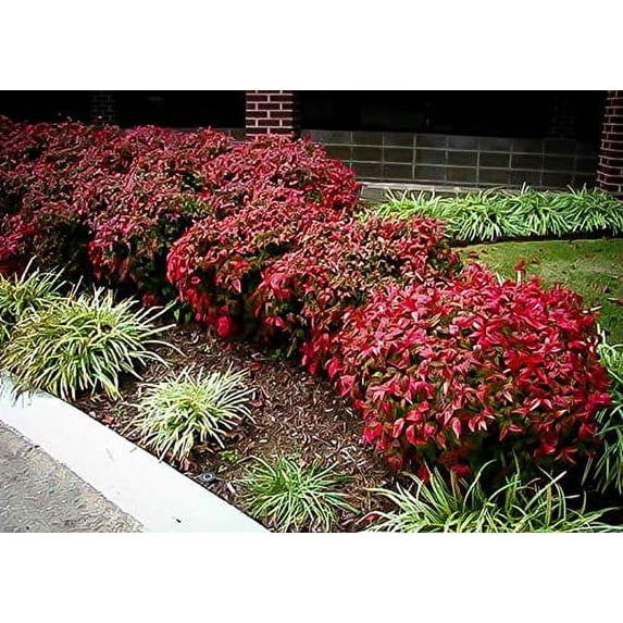 Nandina Firepower 3 Extra Large 3 Gallon Plants Nandina Domestica ...