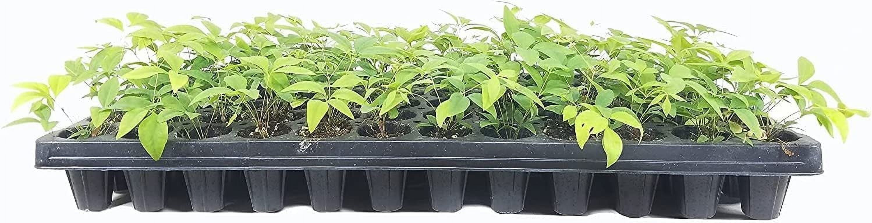 Nandina Gulf Stream Heavenly Bamboo 10 Live Plants Compact Colorful ...