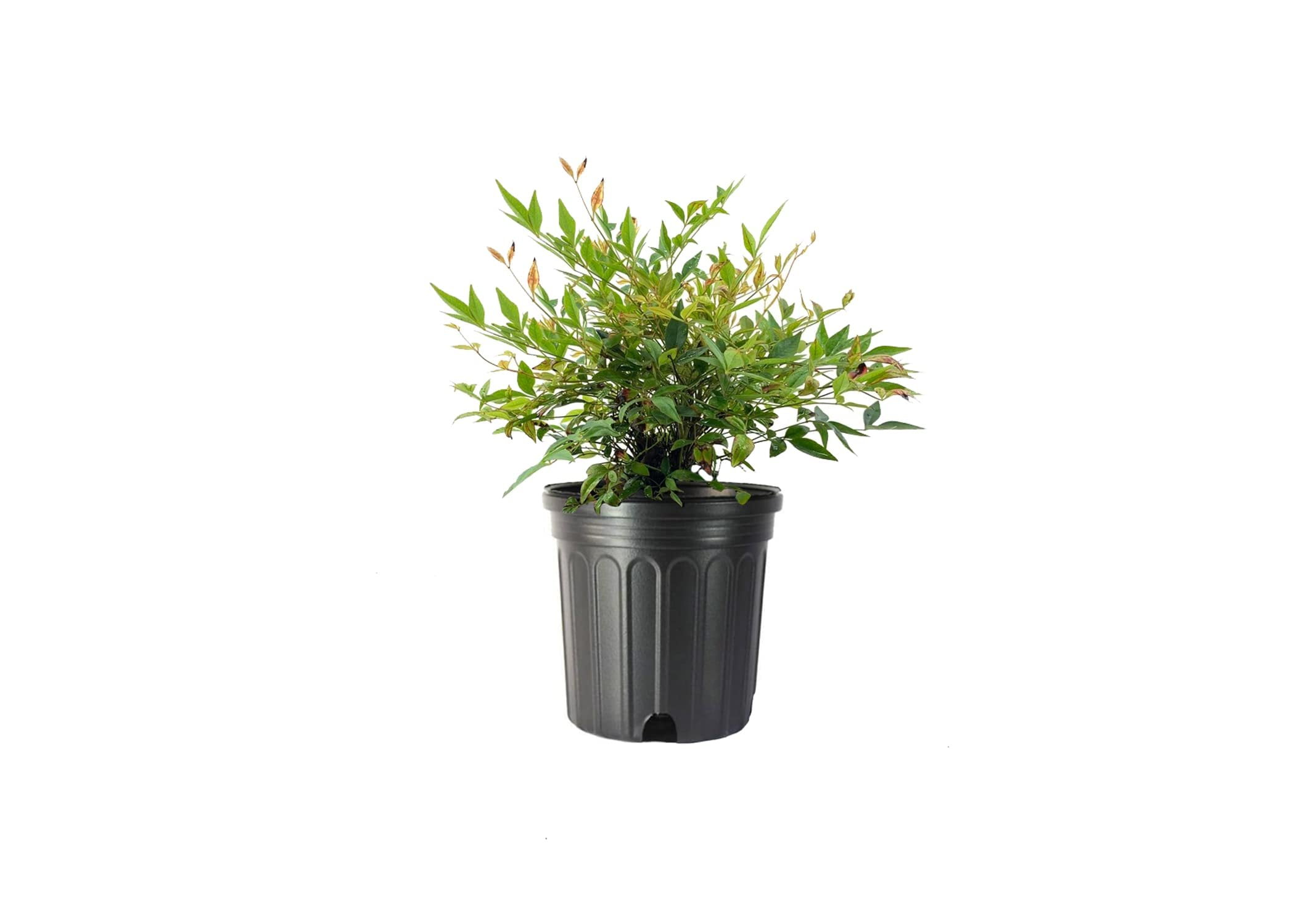 Nandina Gulf Stream Heavenly Bamboo 2 Large Gallon Size Plants Compact ...
