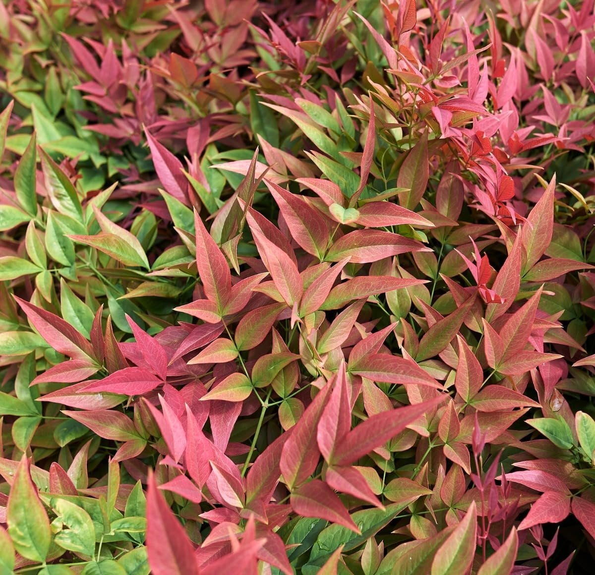 Nandina Gulfstream 3 Extra Large 3 Gallon Plants Nandina Domestica ...