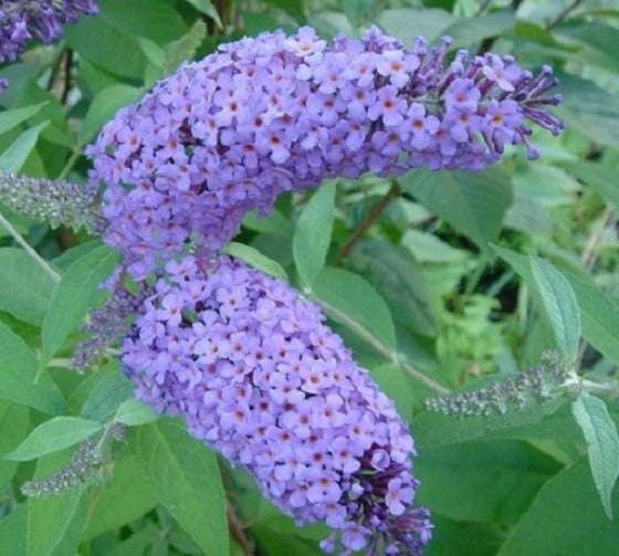 Nanho Blue Butterfly Bush ( Buddleia ) - Live Plant ( 1 QT ) - Full Sun ...