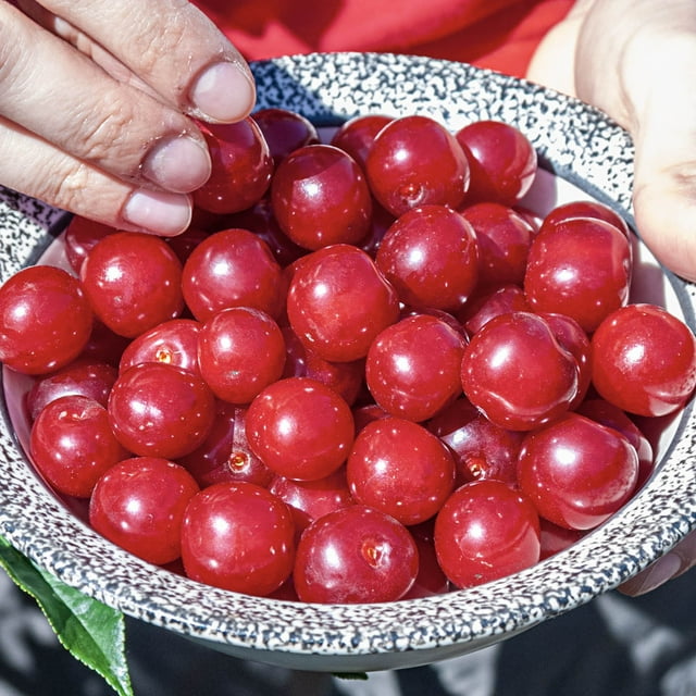 Nanking Bush Cherry Dormant Bare Root Fruit Bearing Starter Plants, 2 ...