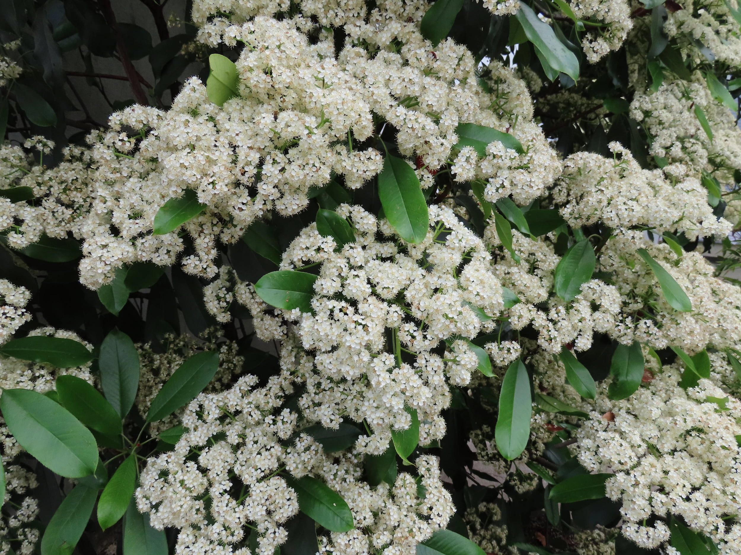 Nannyberry Viburnum - Walmart.com