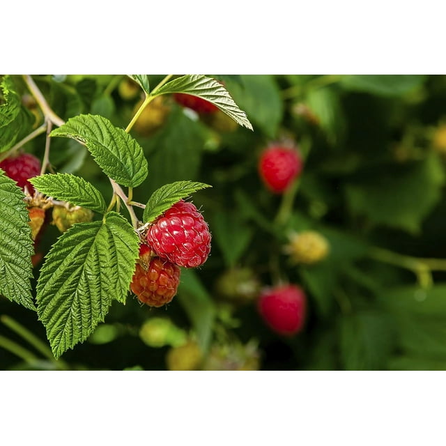 Nantahala Raspberry Plant - Live Plant in a 2 Inch Pot - Rubus - Grow ...
