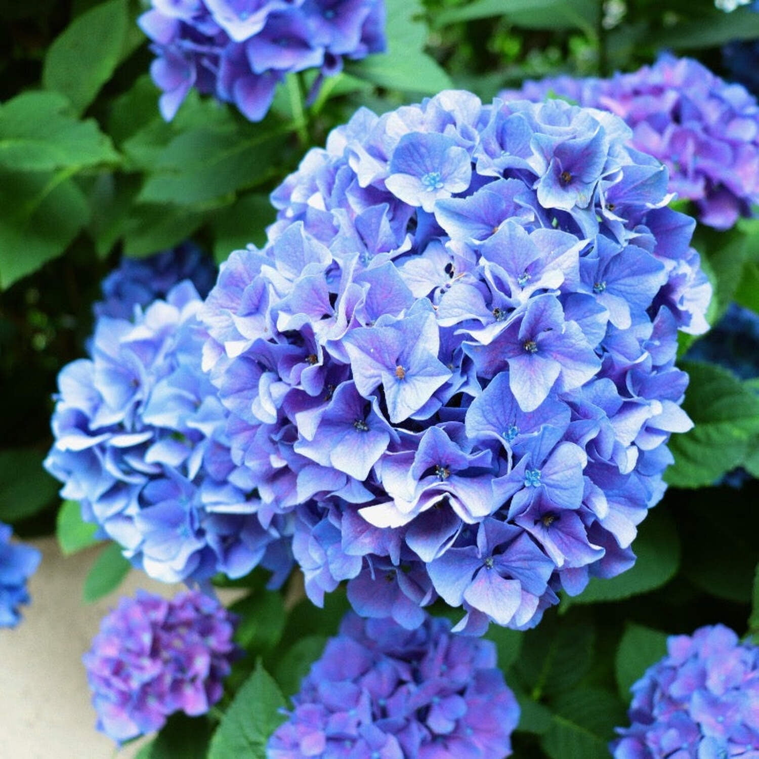Nantucket Blue™ Hydrangea - 3 Gallon Pot - Walmart.com