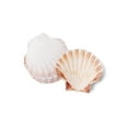 Nantucket Seafood Natural Baking Sea Shells, White, 4-Inch, Set of 4 ...