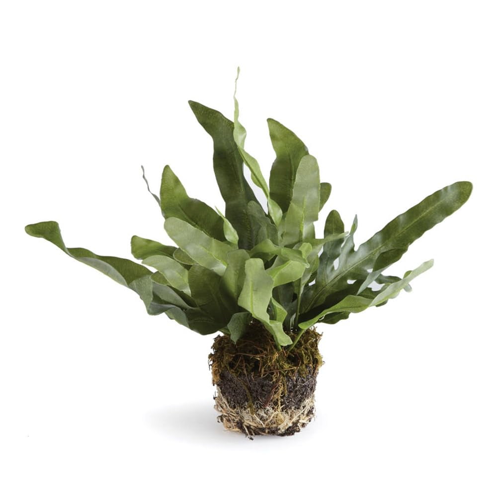 Napa CC 8.5" ECHEVERIA Fern Drop-in, 10x8x11 Inches C80 - Walmart.com