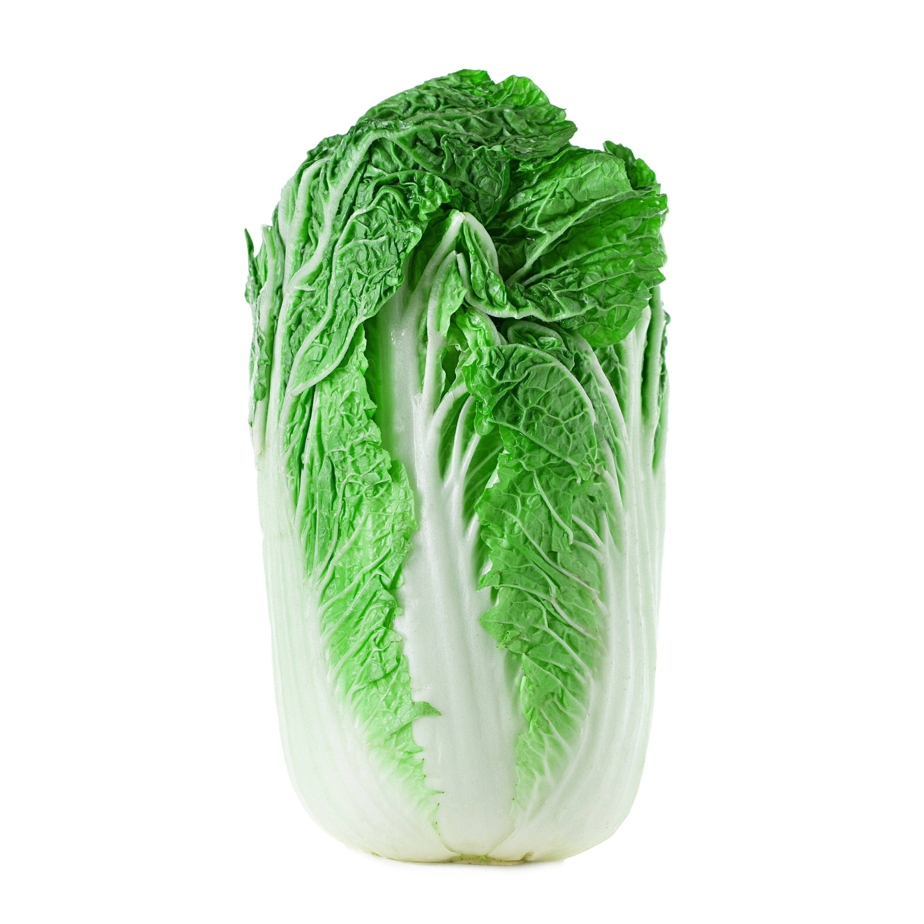 Napa Cabbage Chinese Korean Wombok Kimchi Hakusai Heirloom Premium Seed ...