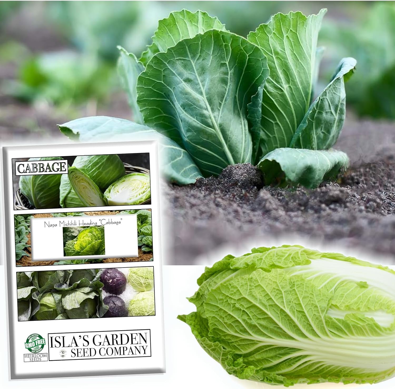 Napa Michihili Heading Cabbage Seeds - 1000+ Non-GMO Heirloom Seeds ...