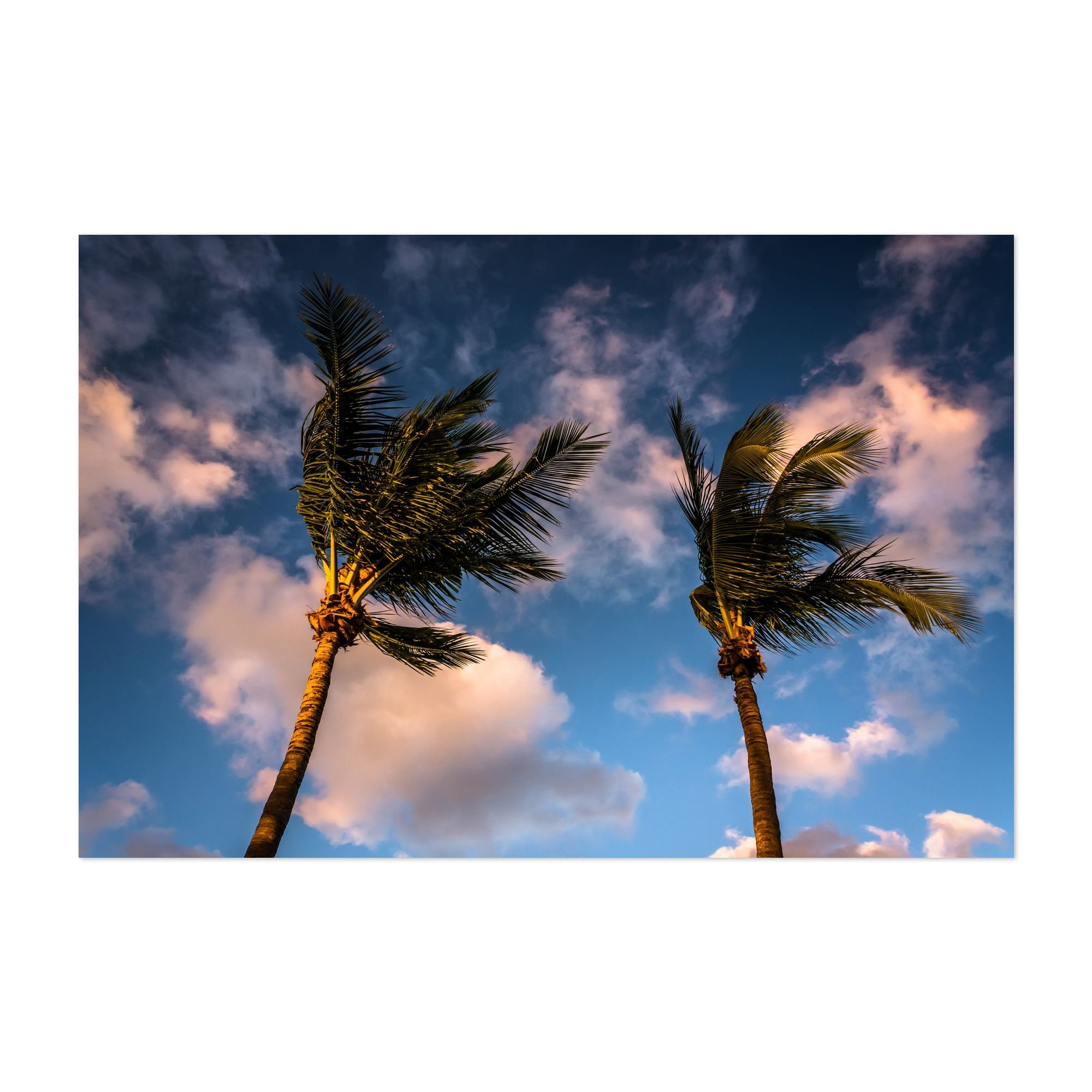 Naples Palms - Naples Florida Photography Palm Tree Tropical Sunset ...