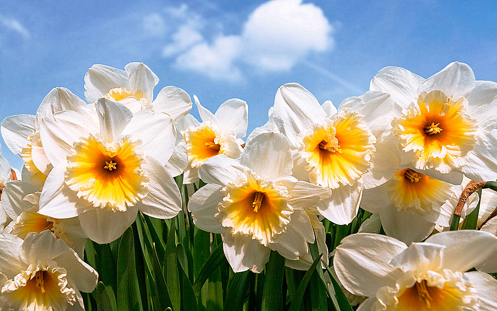 Narcissus Bulbs, Daffodil Plant,Beautiful Flowers, Indoor Bulbs,Crystal ...