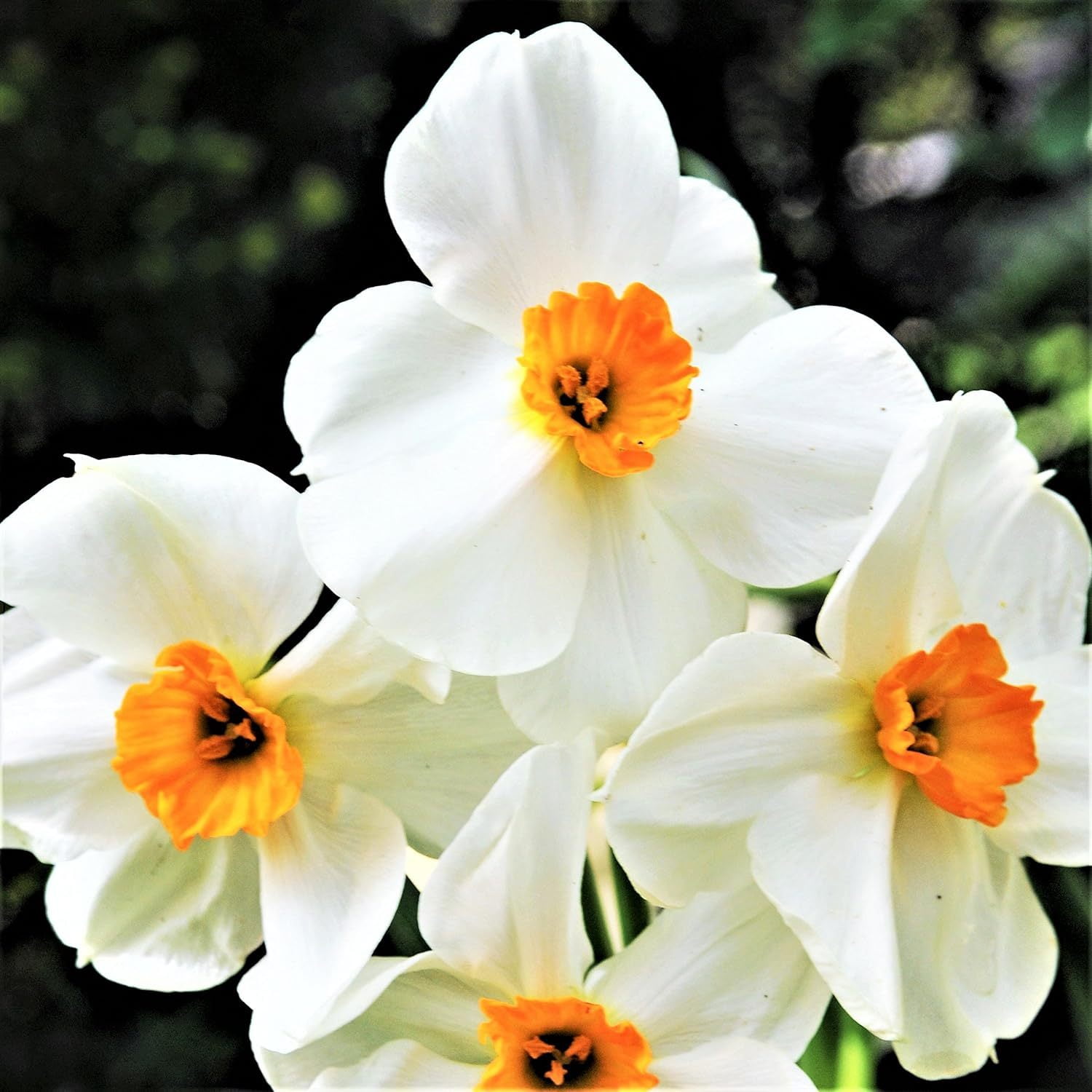 Narcissus Daffodil 'Geranium' (10 Pack) Plant Bulbs for Gardening ...