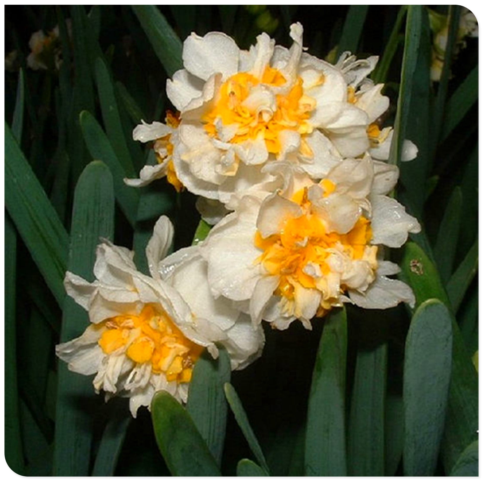 Narcissus Surprise to Grow Pots to Grow Fall or Spring Indoor or ...