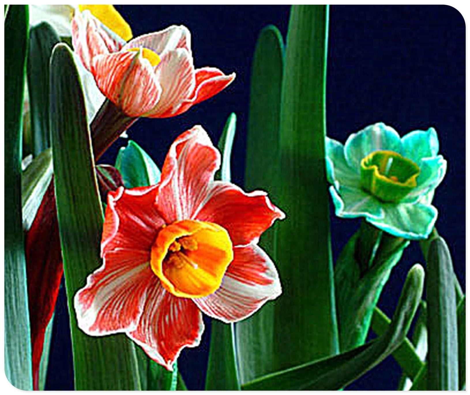 Narcissus Surprise to Grow Pots to Grow Fall or Spring Indoor or ...
