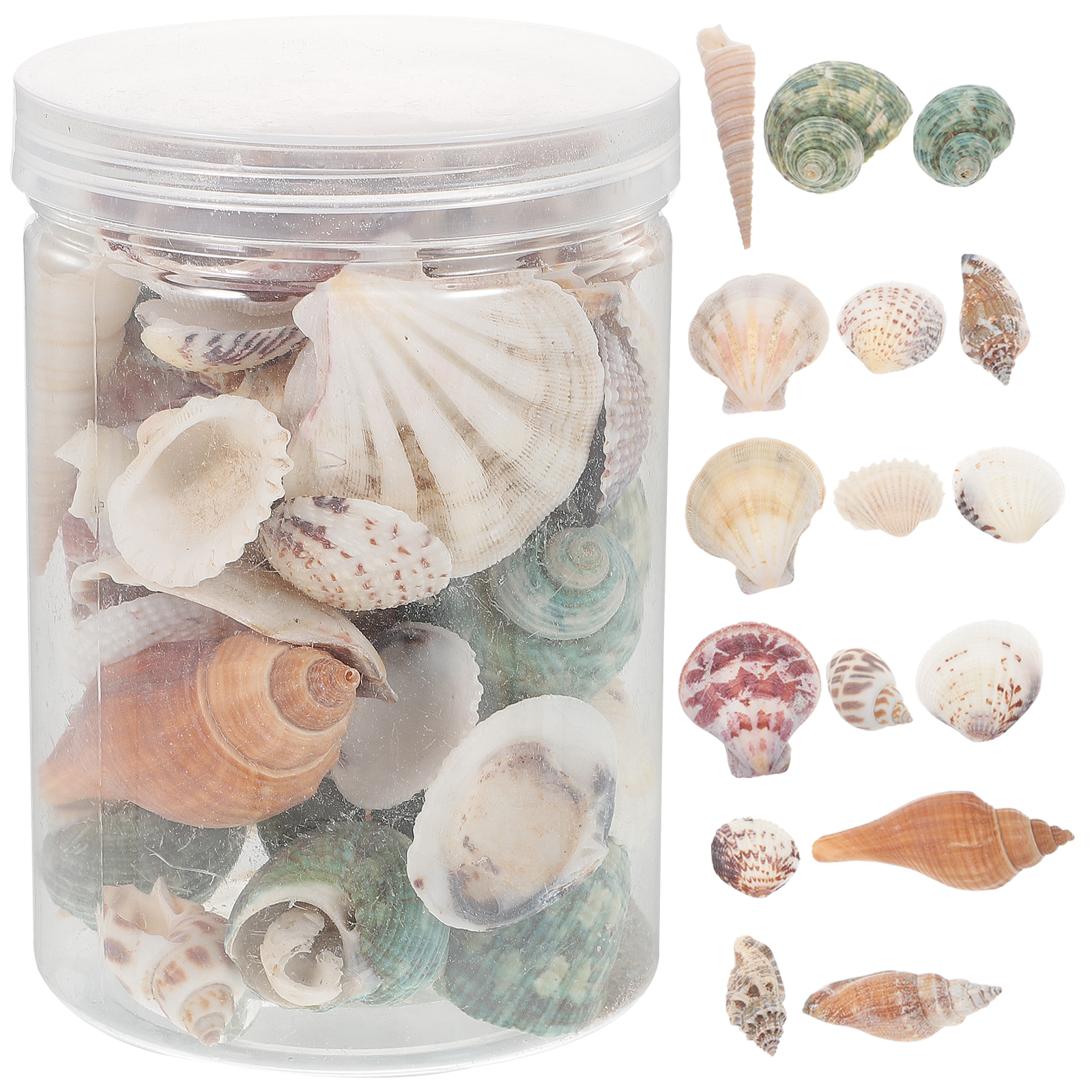Narrster 1 Box of Creative DIY Shell Kit Delicate Conch DIY Material ...