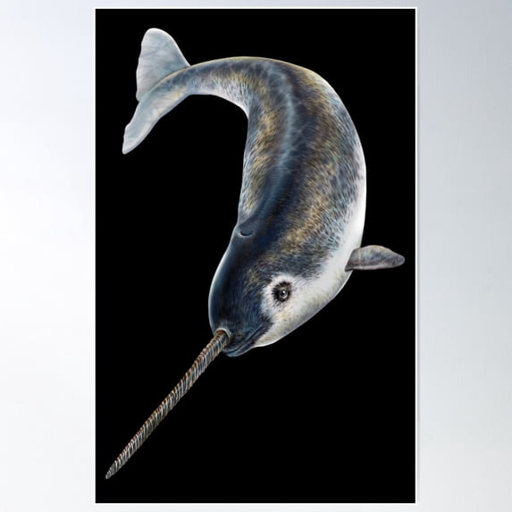 Narwhal Poster Wall Art, Modern Wall Decor For Living Room Bedroom ...