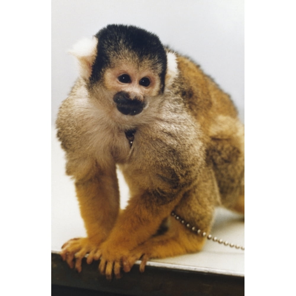 Nasa Monkey 1985. Na Squirrel Monkey Similar To Those Selected To Fly ...