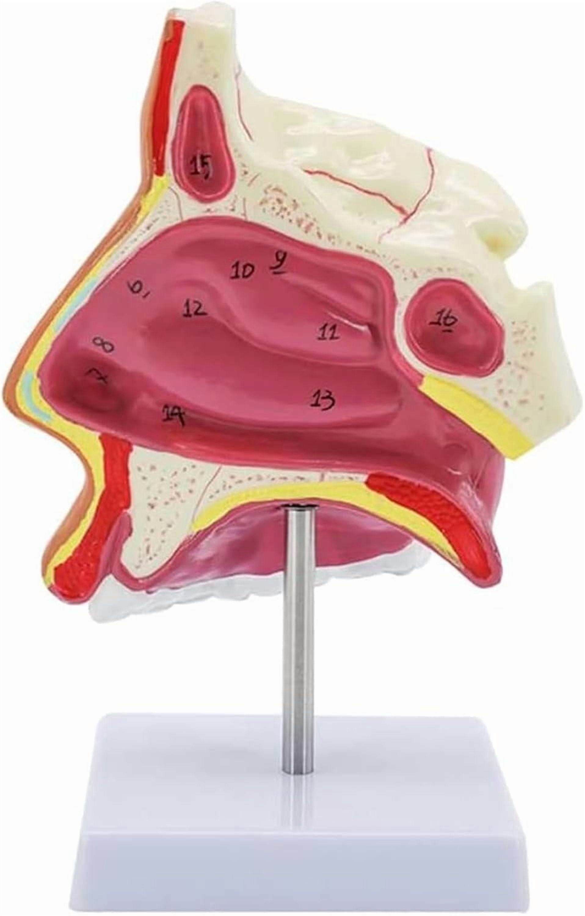 Nasal Anatomy Model, Human Nasal Cavity Model, 1.5X Magnification ...