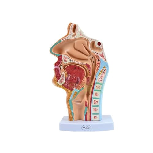 Nasopharynx, Oropharynx, and Larynx Anatomical Model for Study ...