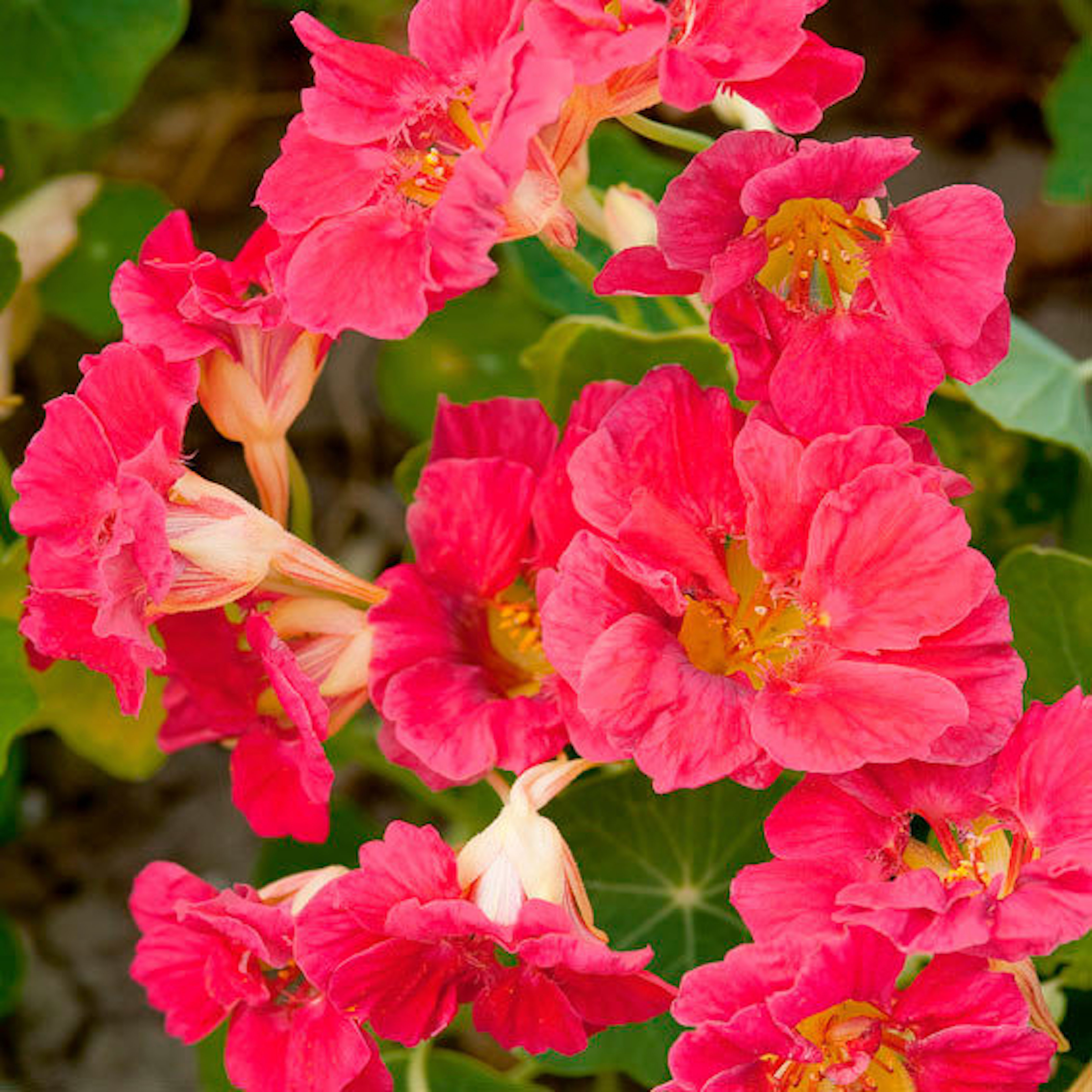 Cherry Rose Jewel Nasturtium Flower Seeds - 30 Count, Easy to Grow ...