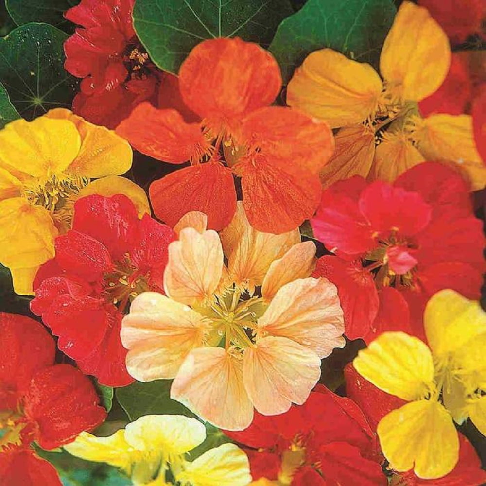 Nasturtium, Dwarf, Jewel Mix, 500 Seeds Newly Harvested-Beautiful ...