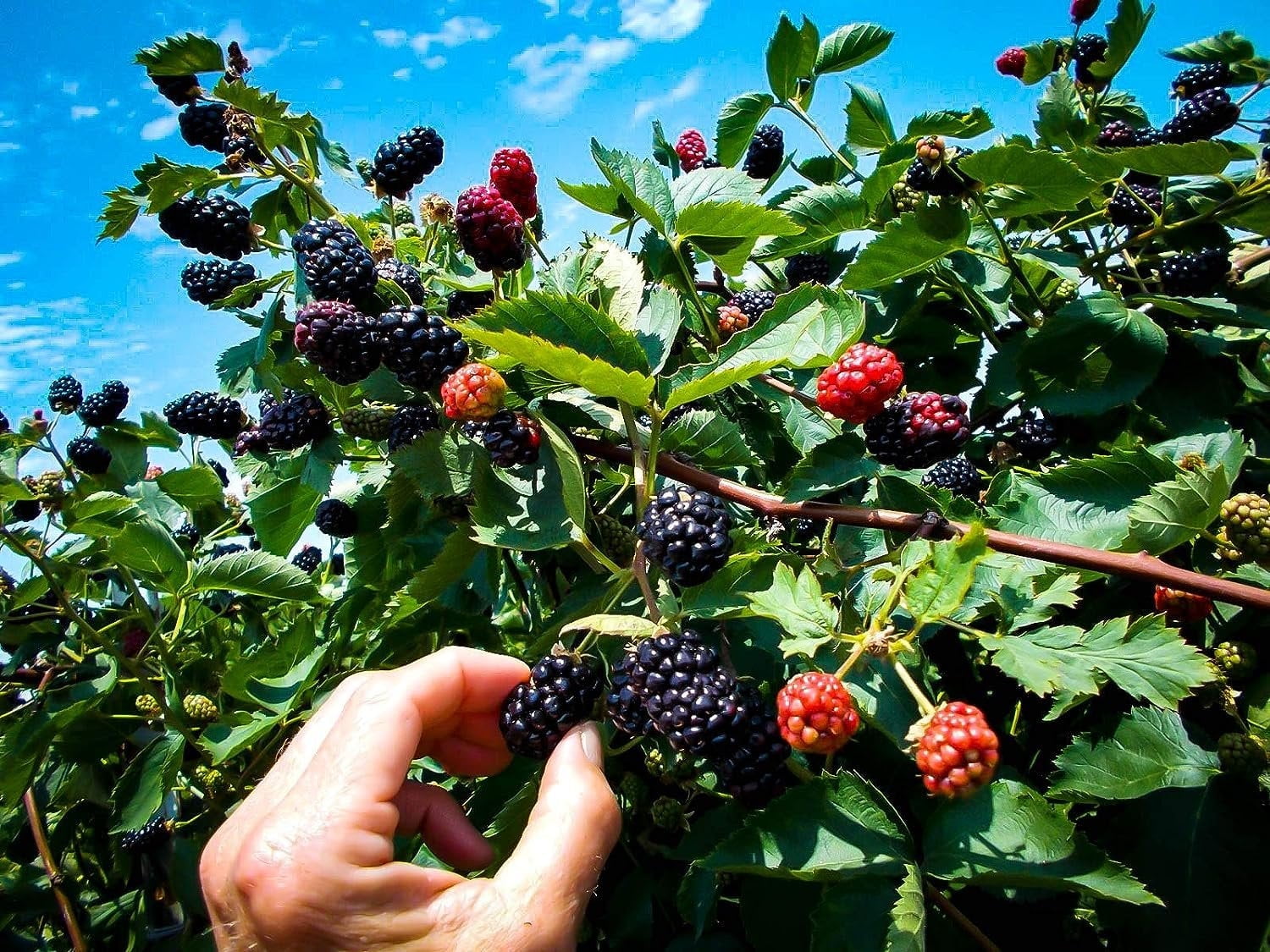 Natchez BlackBerry Plant - Live Plant in a 2 Inch Pot - Rubus - Fruit ...