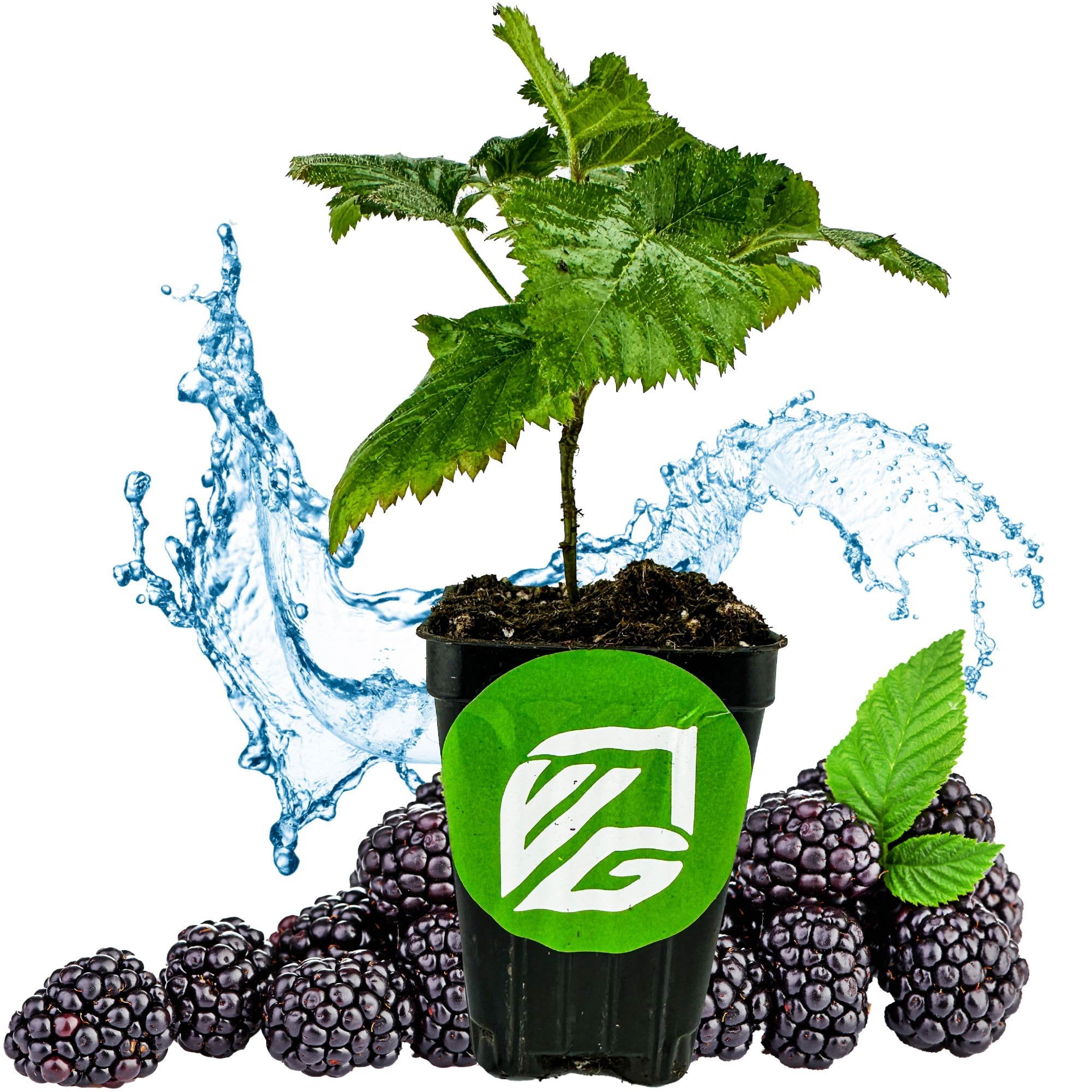 Natchez Blackberry - Rubus natchez - Walmart.com