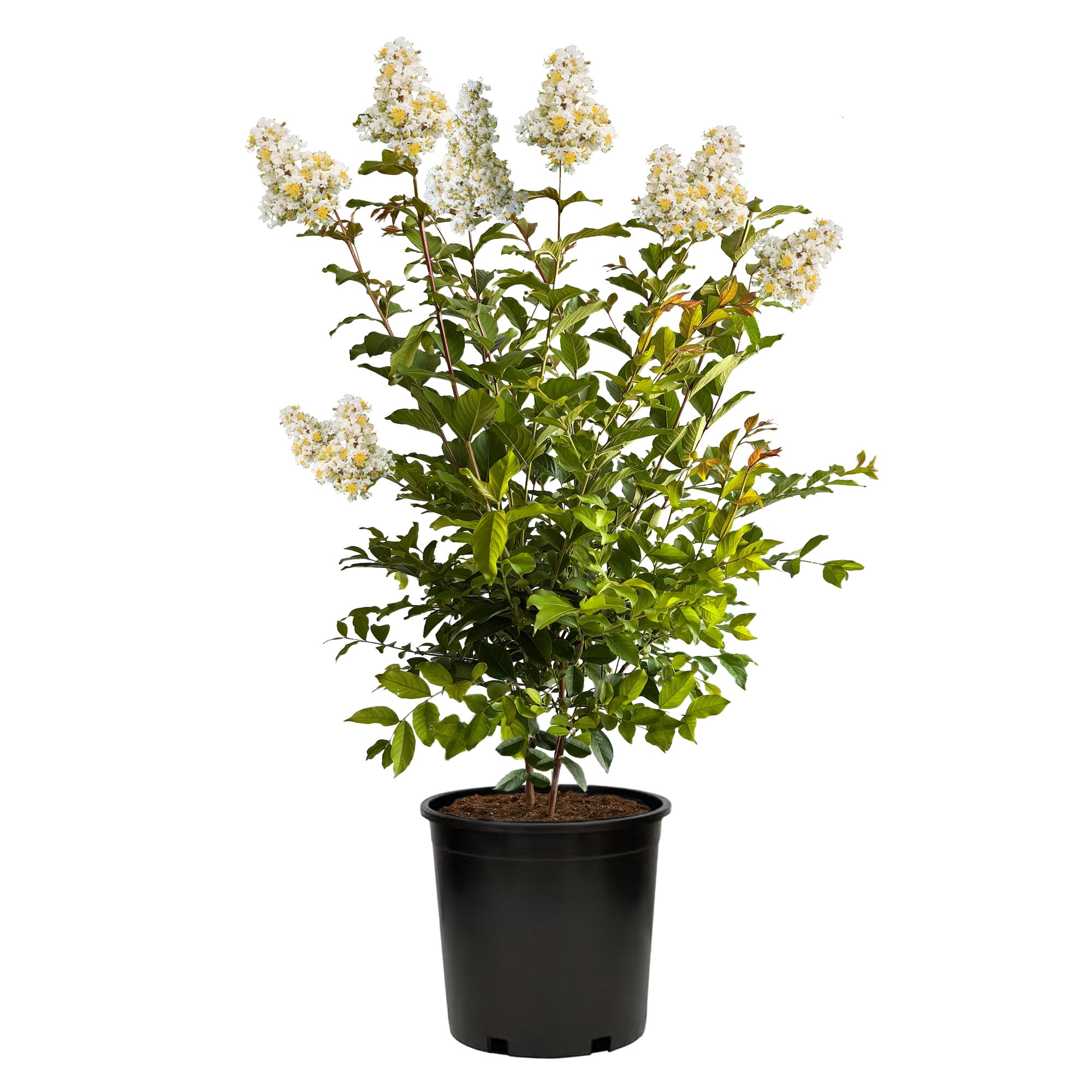 Expert Gardener Natchez Crape Myrtle Live Tree in 2.25-Gallon Grower ...