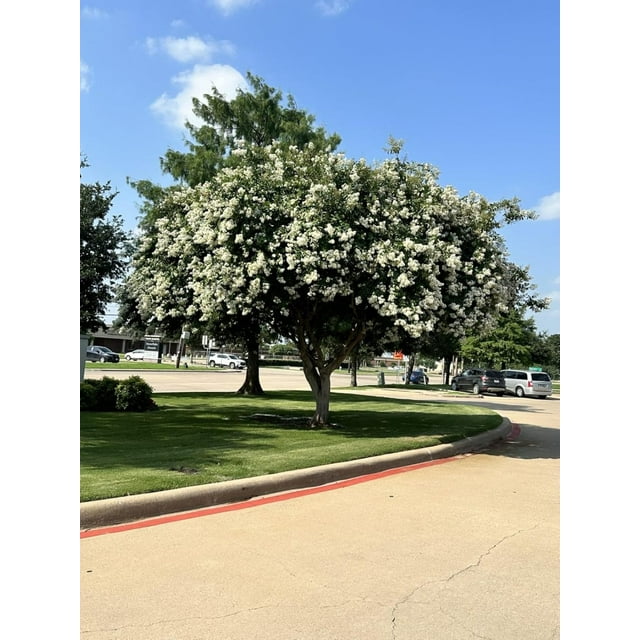 Natchez Crape Myrtle Tree – Quart Containers, 6-12 inches Tall | Fast ...