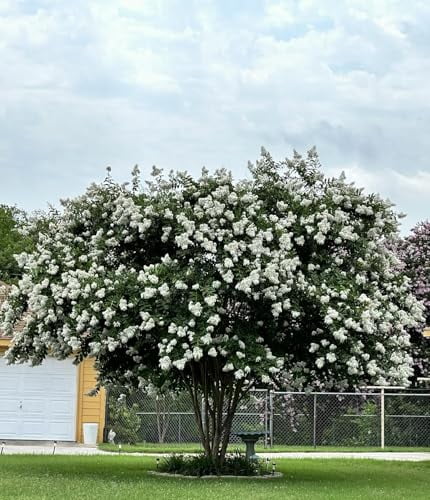 Natchez Crepe Myrtle Trees - White Blooms - Quart Containers - FIBROUS ...