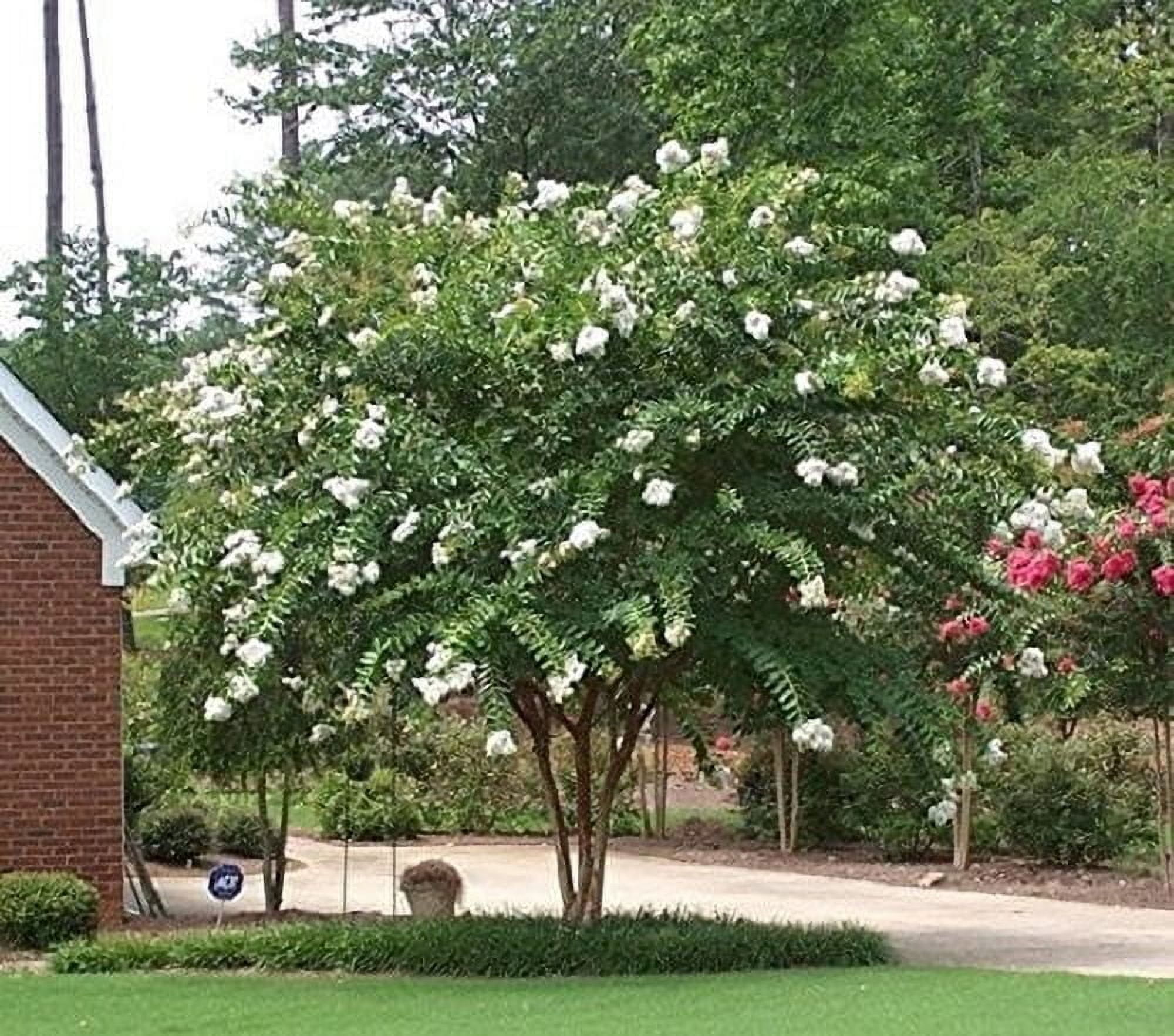 Natchez White Crape Myrtle Tree - Live Plant - ( 1 QT ) - Walmart.com