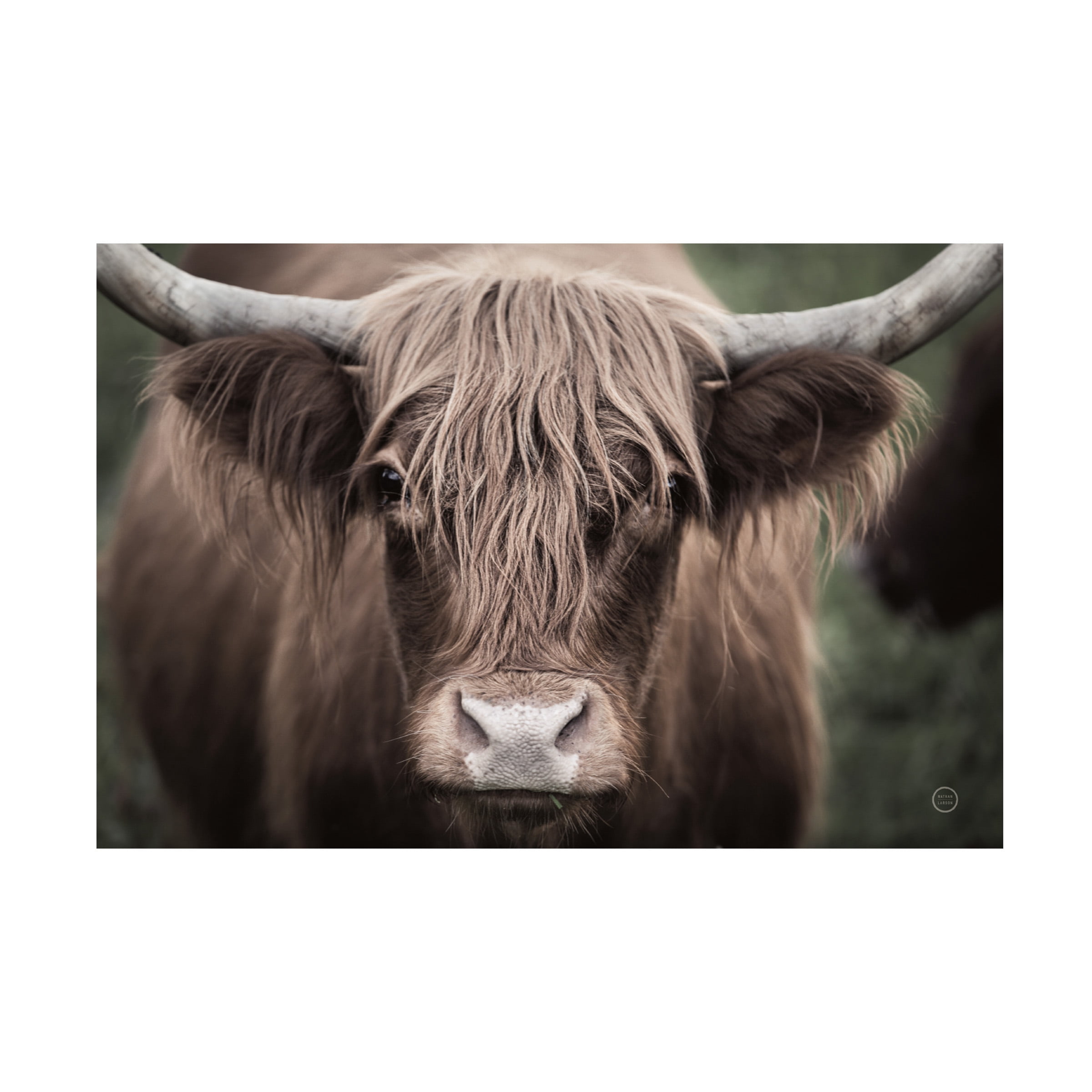 Nathan Larson 'Cow Nose Light' Canvas Art - Walmart.com