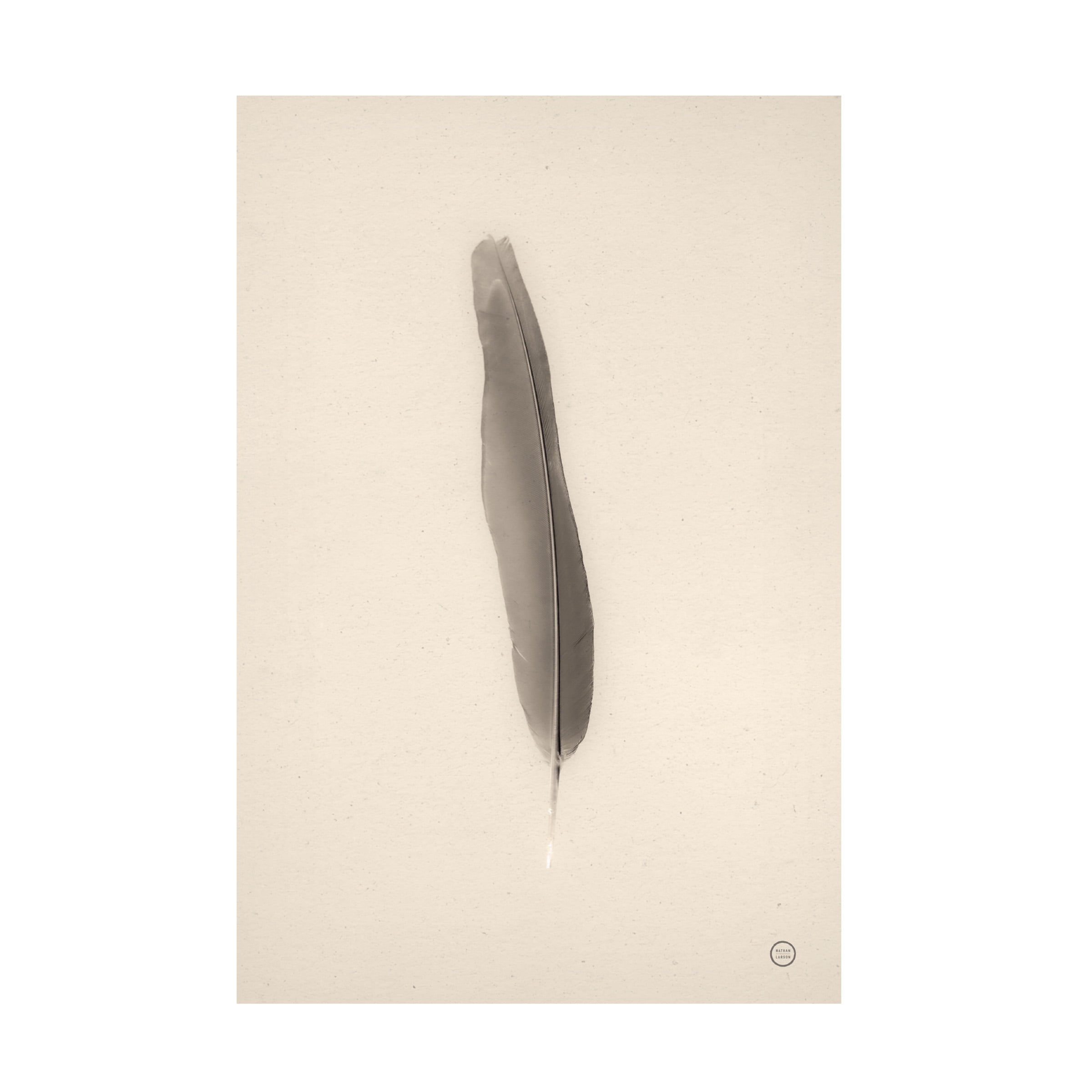 Nathan Larson 'Floating Feathers II Sepia' Canvas Art - Walmart.com