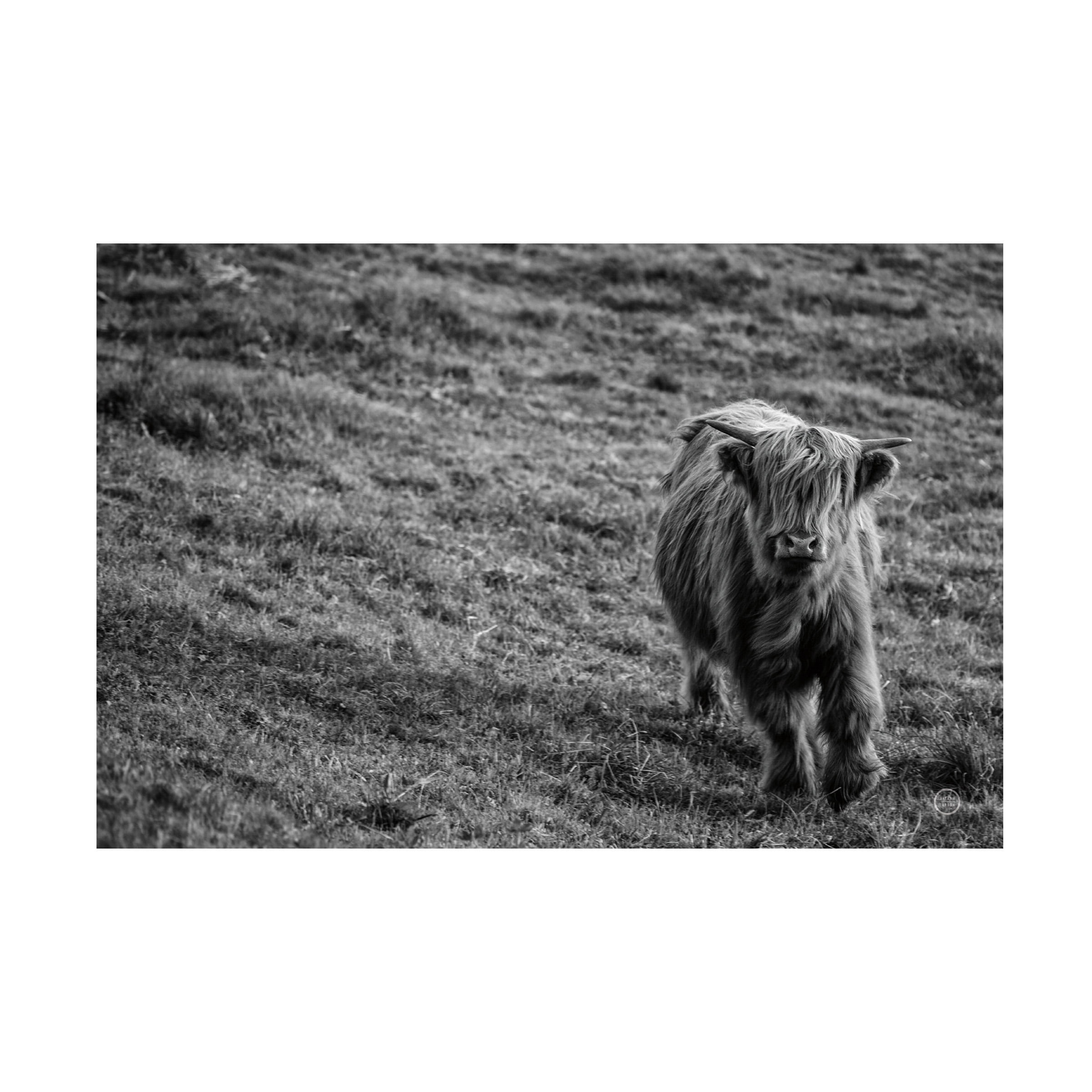 Nathan Larson 'Highland Cow Calf in the Wind' Canvas Art - Walmart.com
