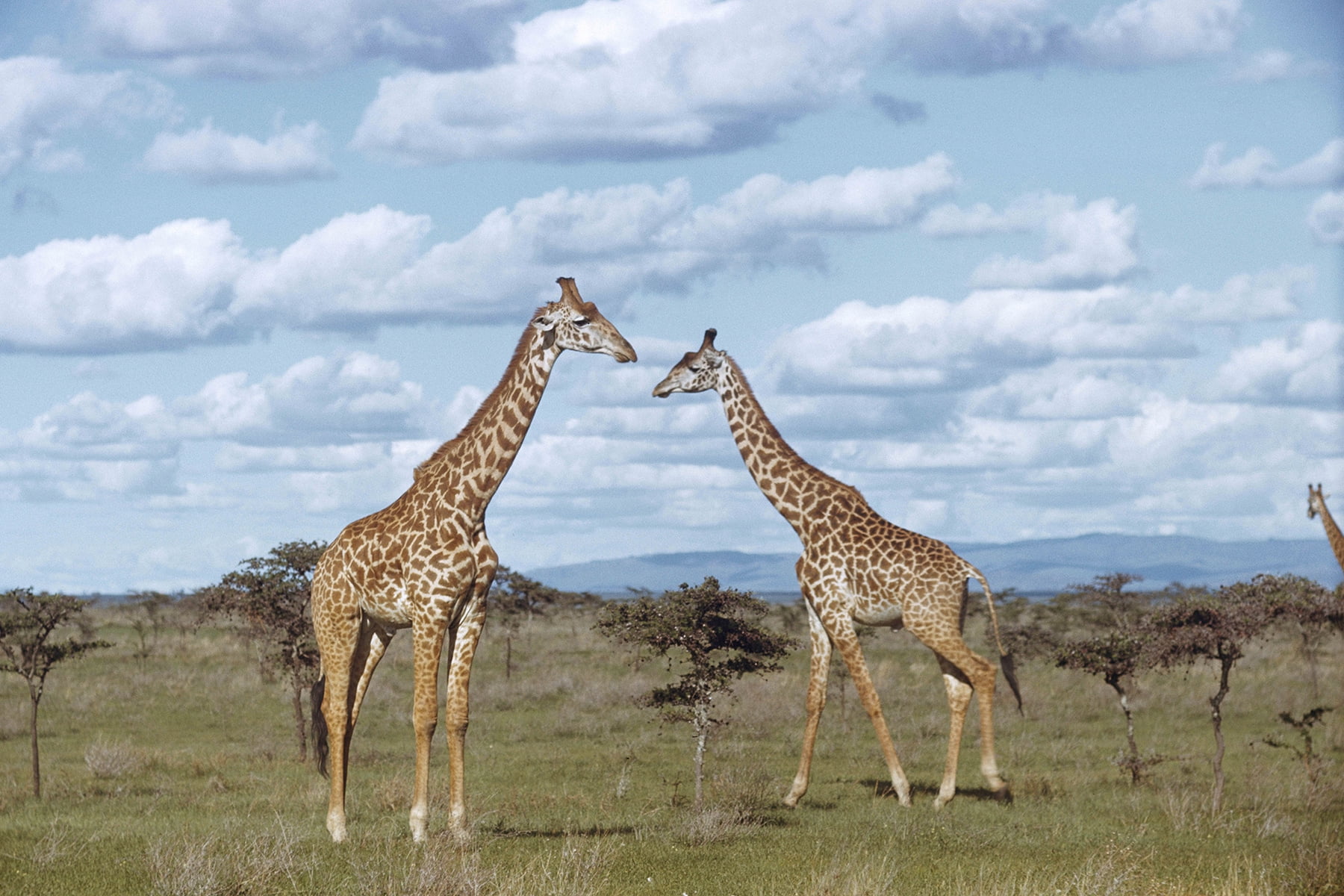 National Geographic Giraffes Wallpaper - Walmart.com