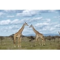 National Geographic Giraffes Wallpaper - Walmart.com