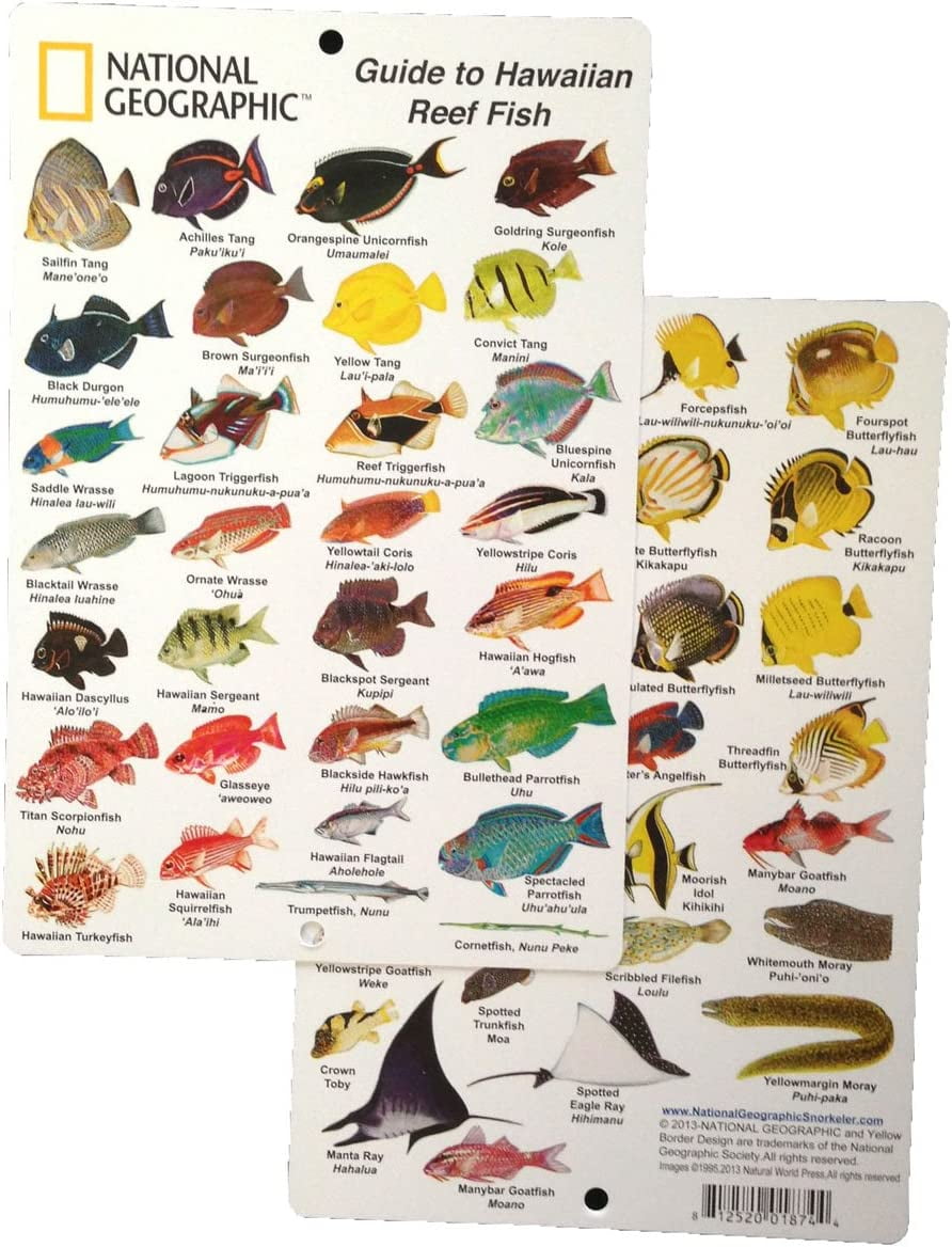 National Geographic - Guide to Hawaiian Reef fish - Fish ID Card (6 in ...