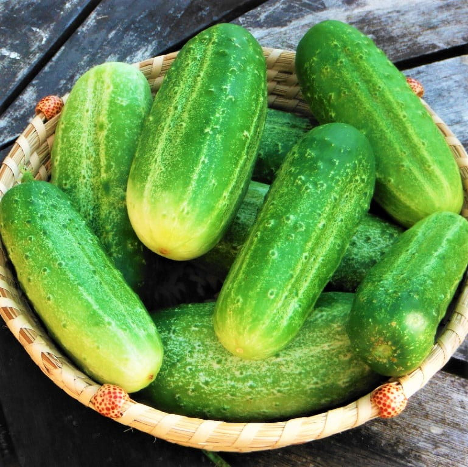 National Pickling Cucumber Seeds - 200 Count Seed Pack - Dark Green ...