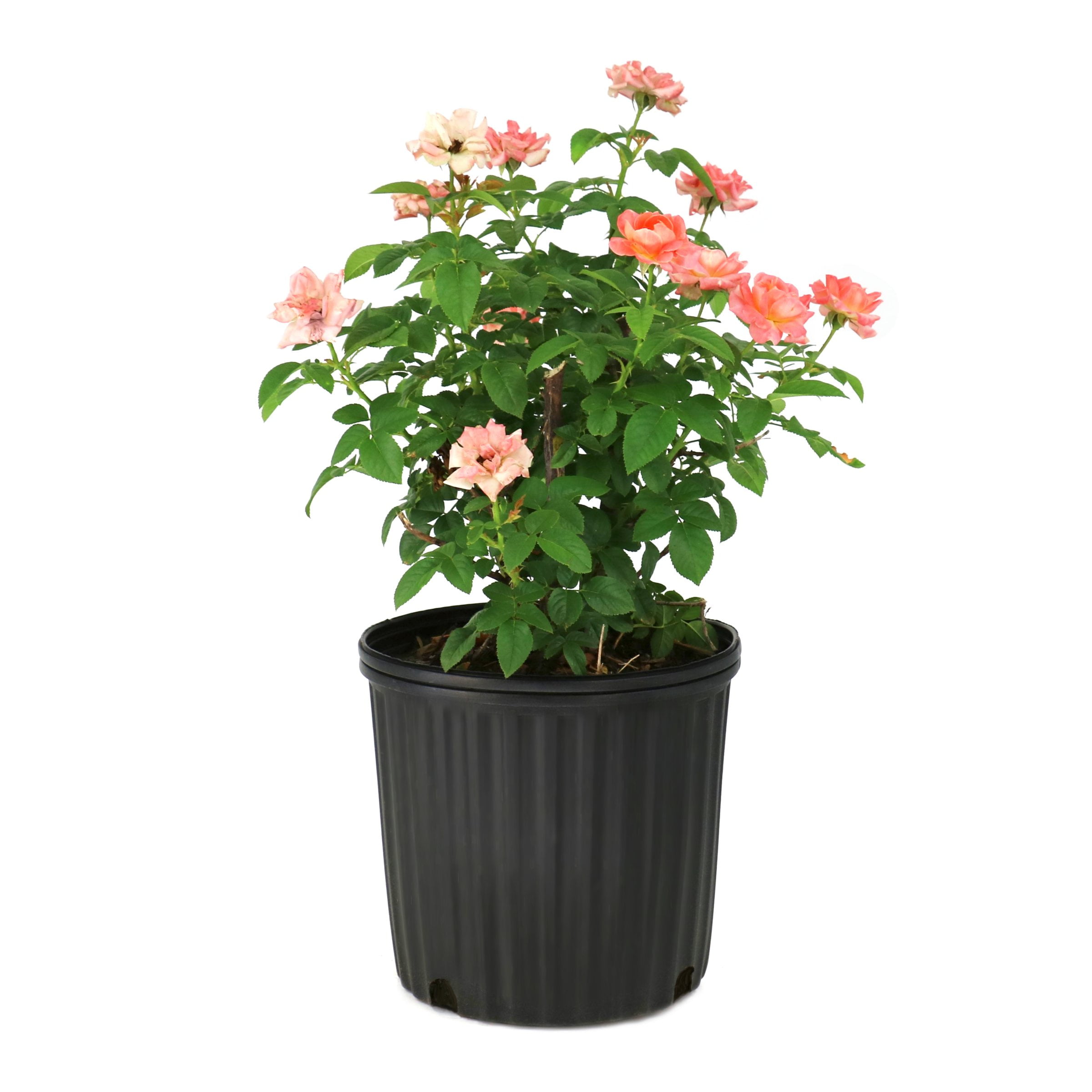 National Plant Network 2 gal. Rose Knockout Orange Glow - Walmart.com