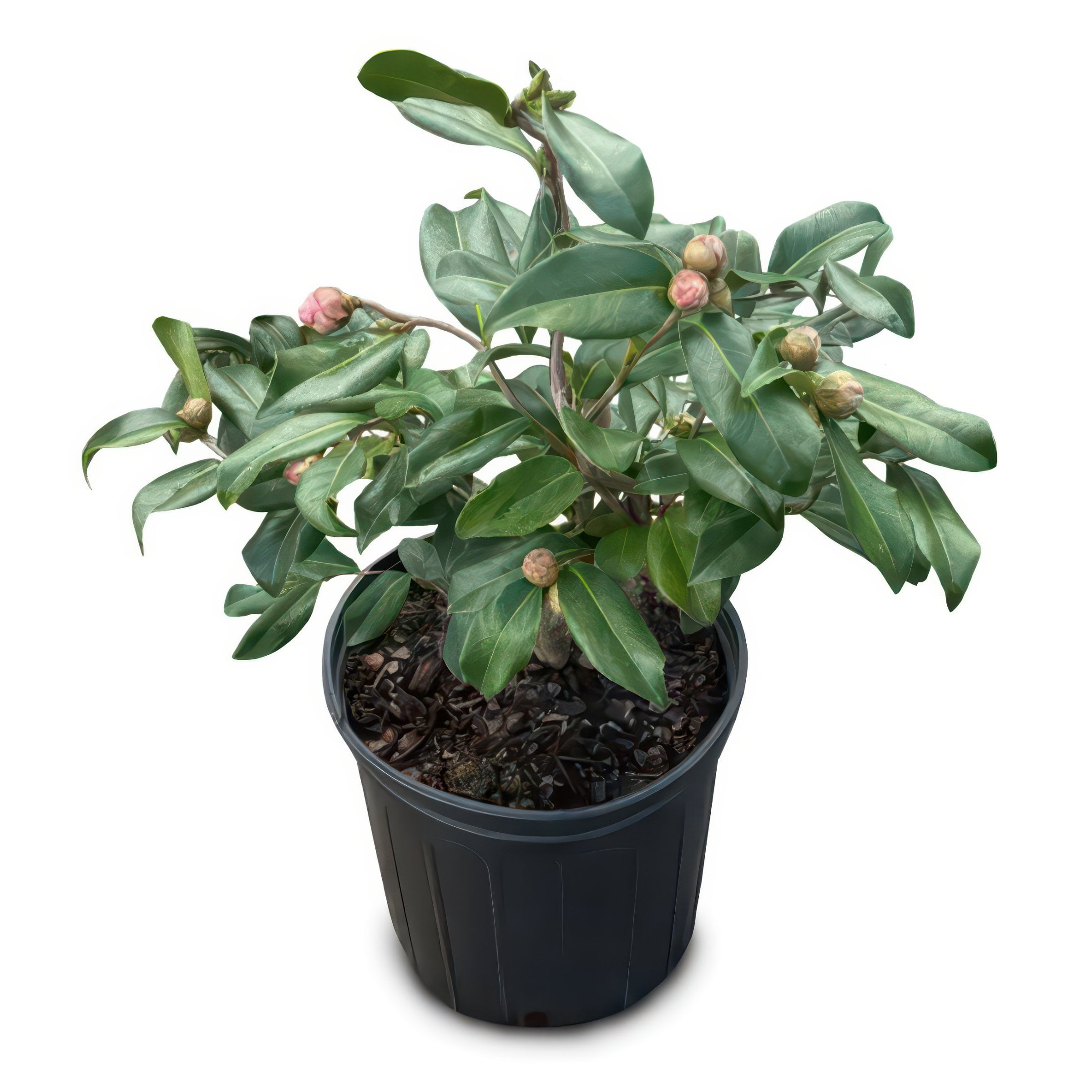 National Plant Network 3 gal. Camellia Red Twister Shrub - Walmart.com
