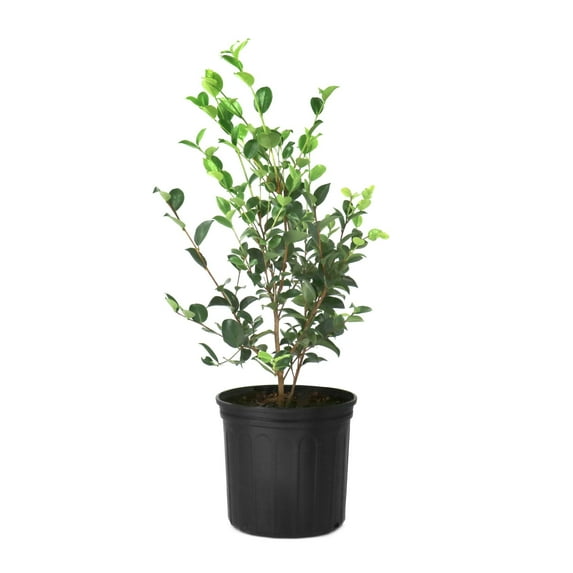 National Plant Network 3 gal. Camellia Sasanqua Daydream Believer Shrub ...